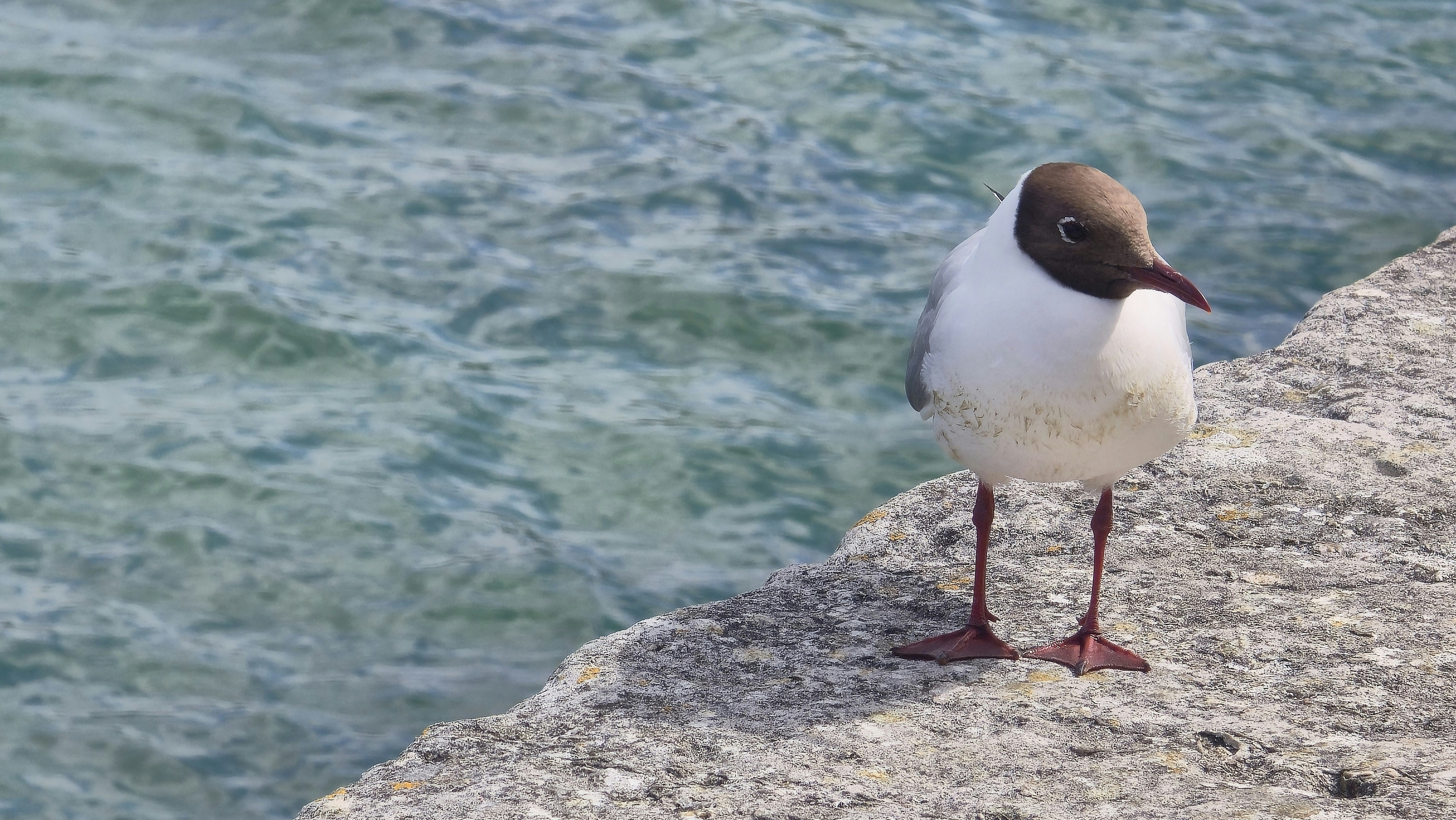 Seaside Ringed Gull on Granite Edge