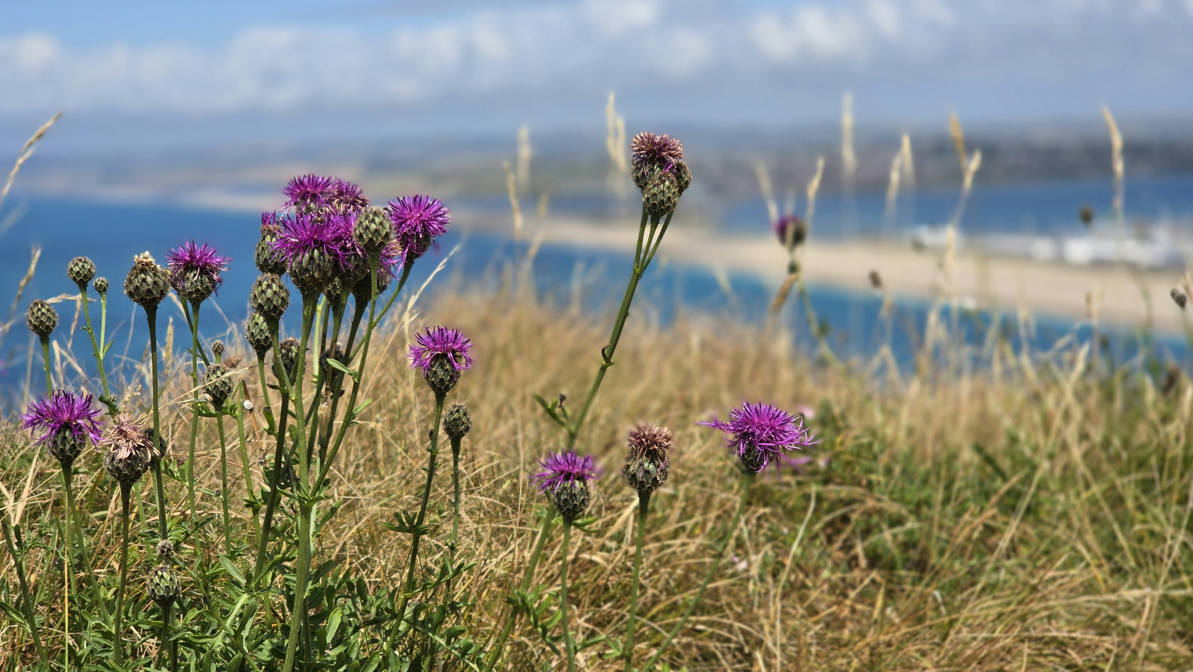 Purple Sea Thistles in the Wind by the Coastal Flats