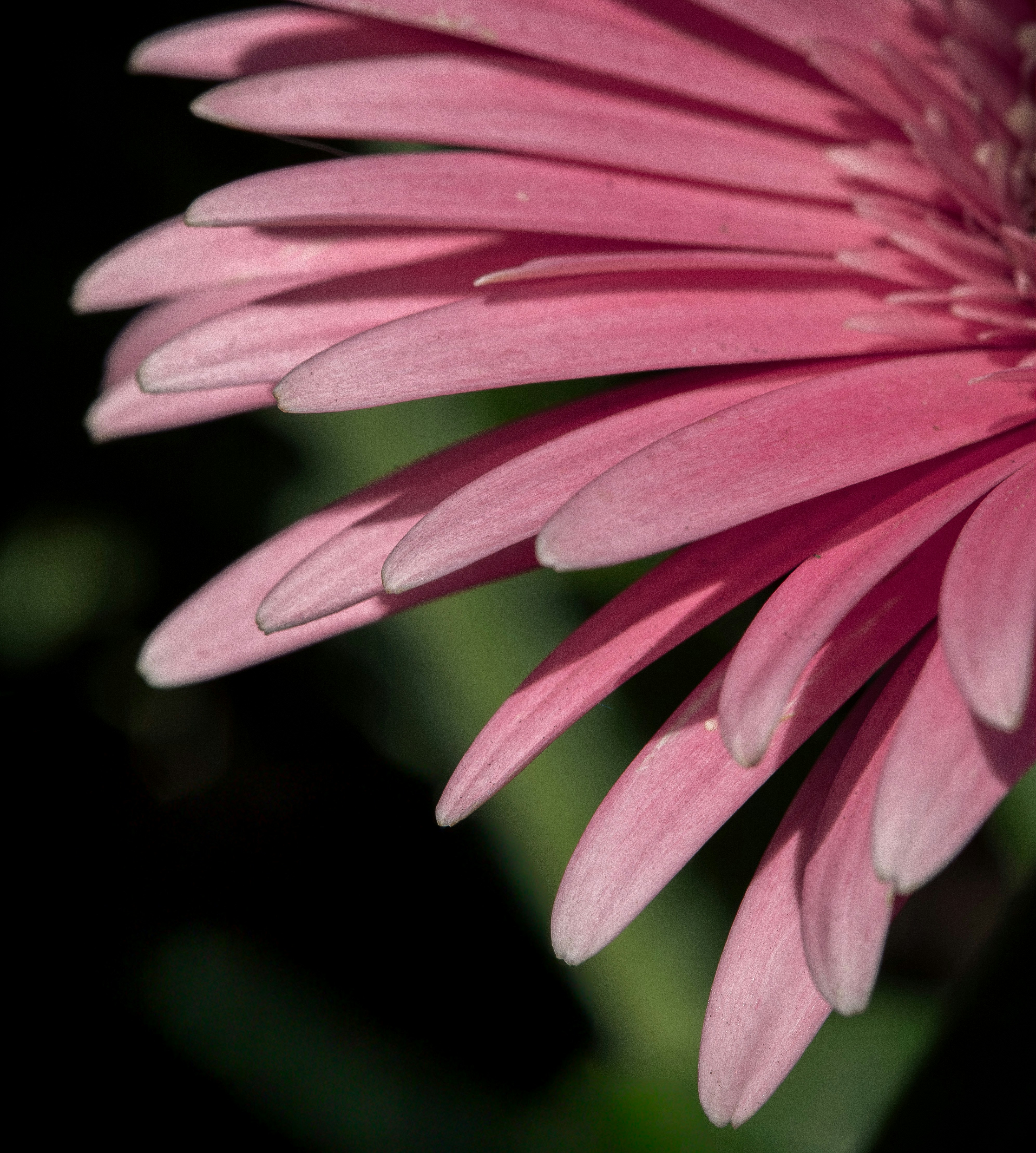 Petal Radiance: A Pink Gerbera Details in Focus