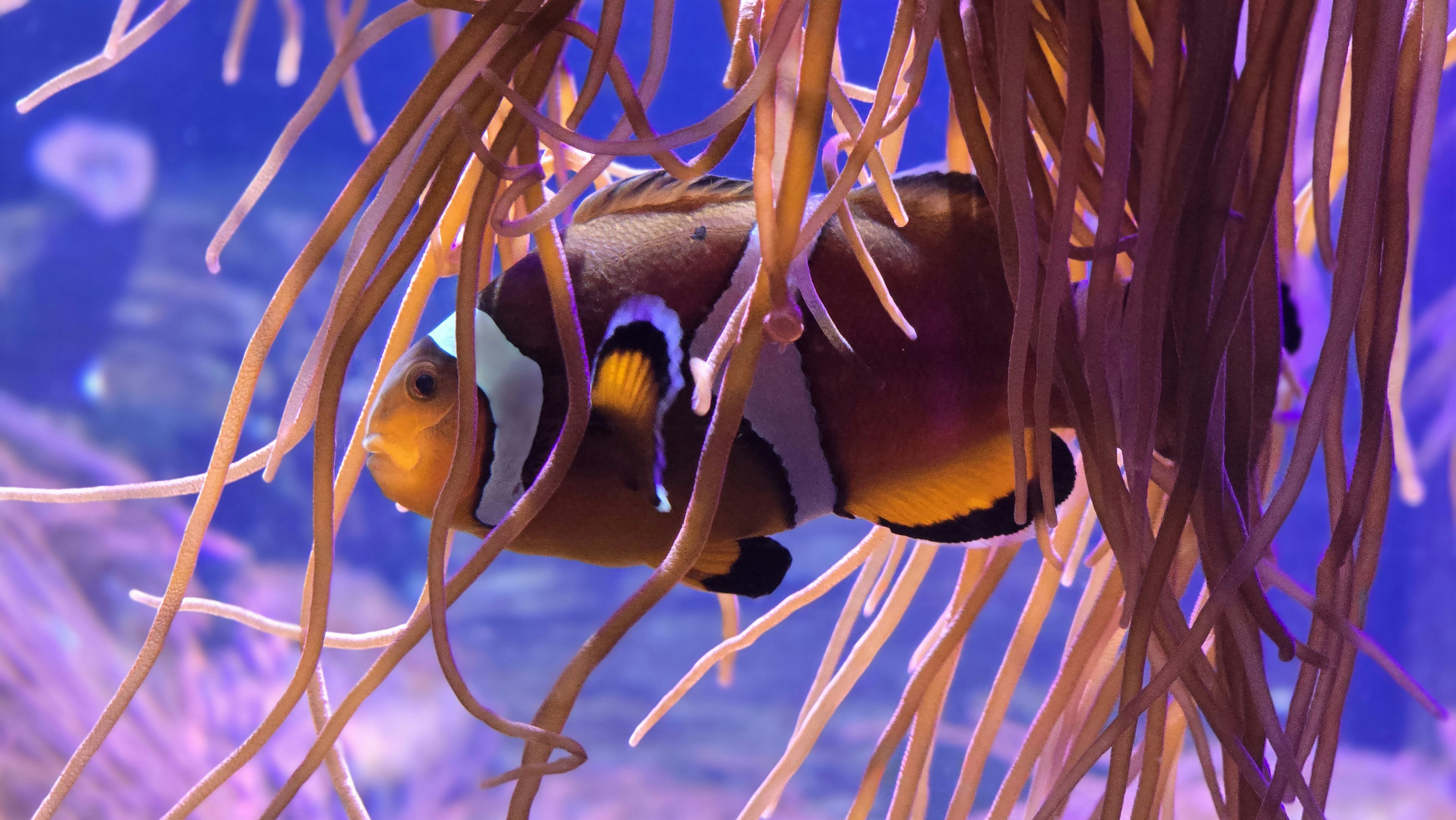 Colorful Clownfish Wends Through Tanny Seaweed in Blue Aquarium Light