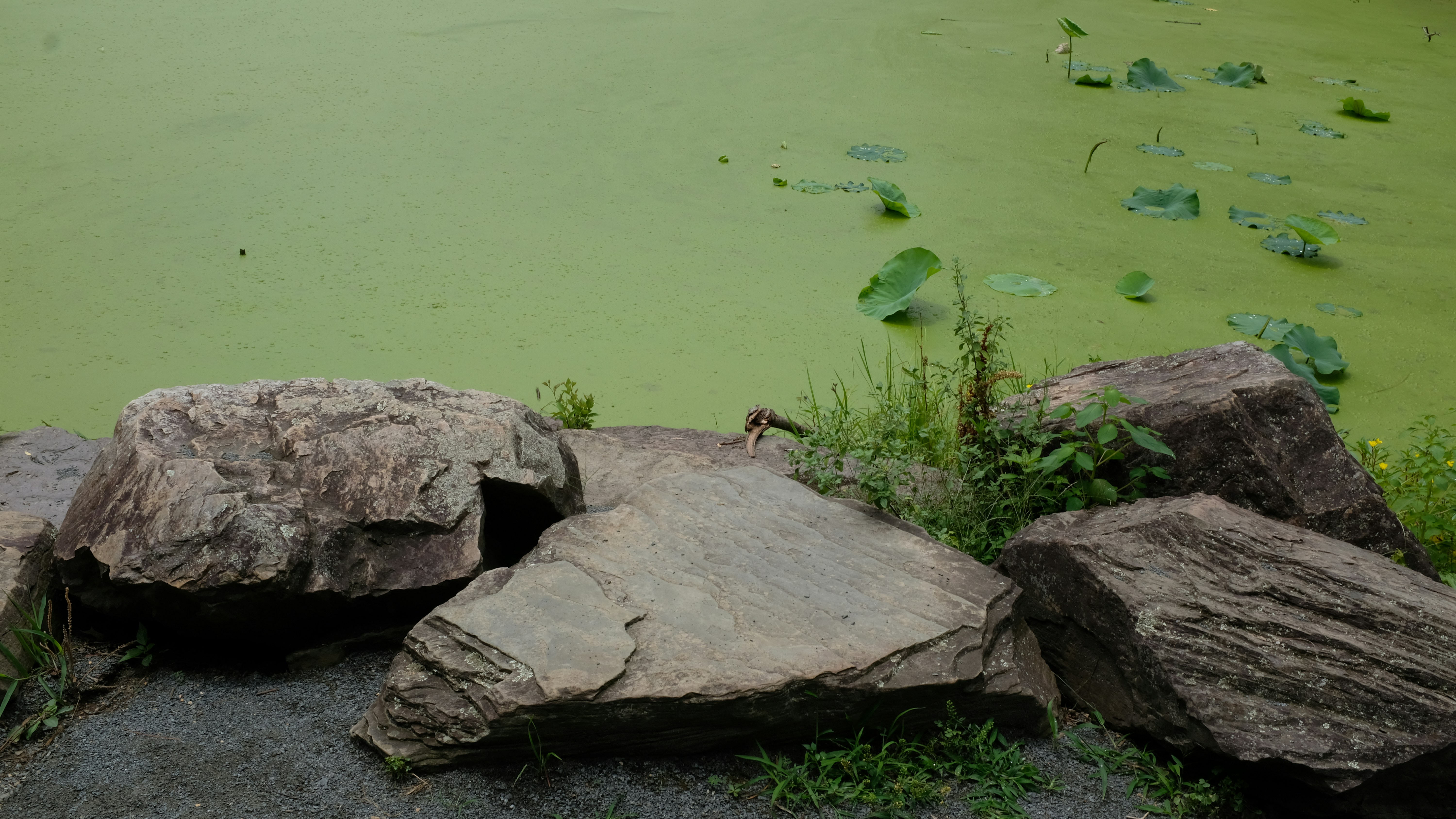Rugged stones by a murky pond edge