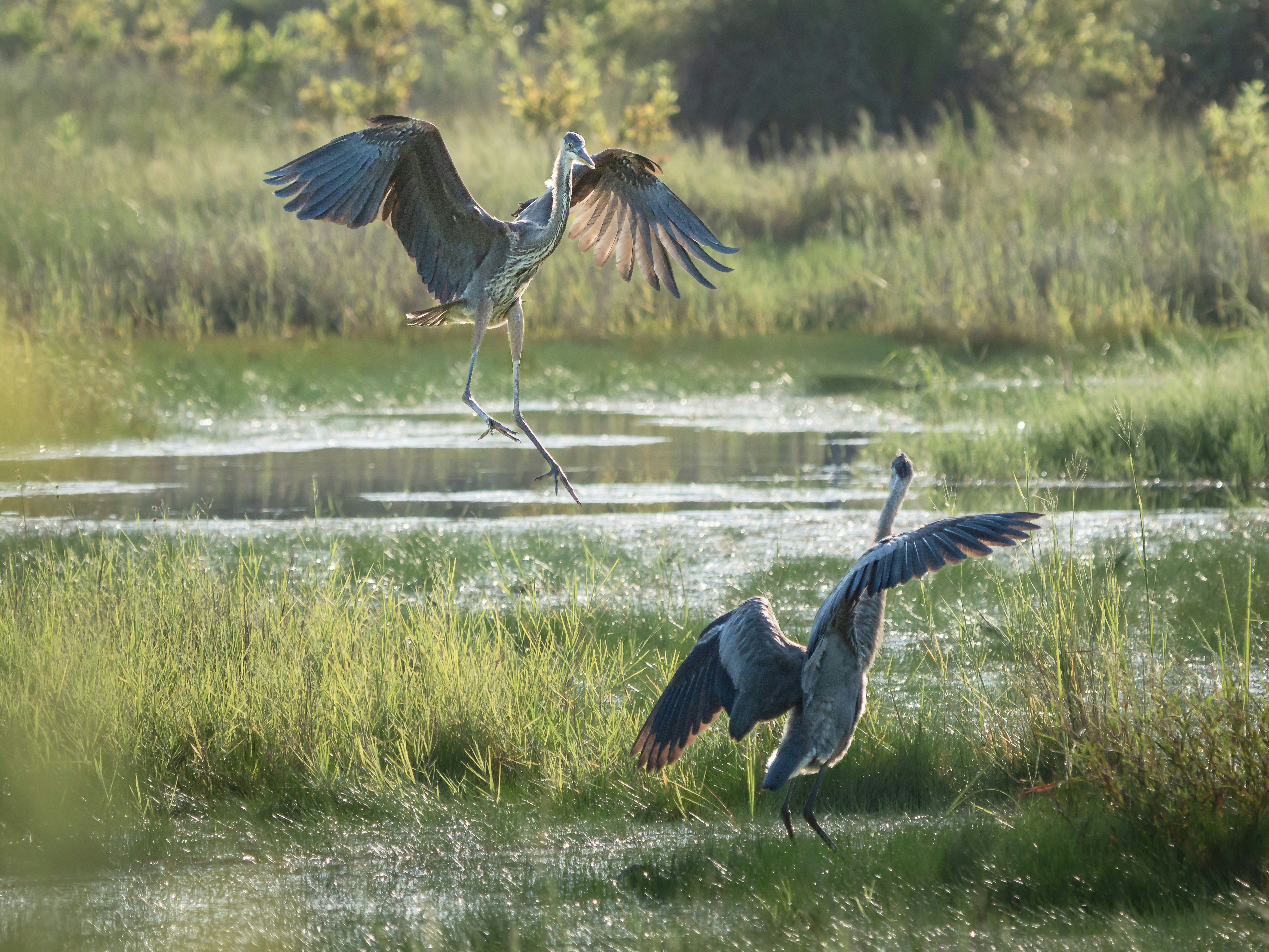 Midair Heron Duel Over a Quiet Wetland