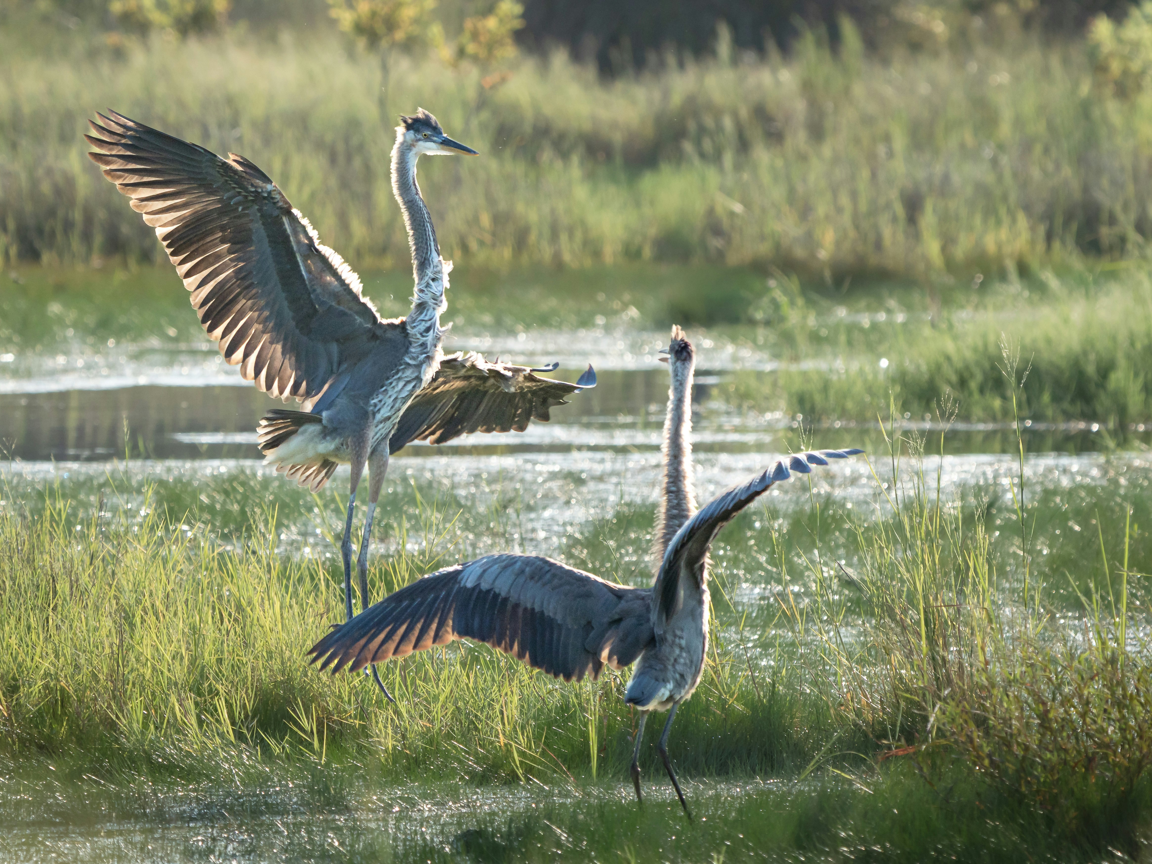 Winged Encounter at the Wetland Edge
