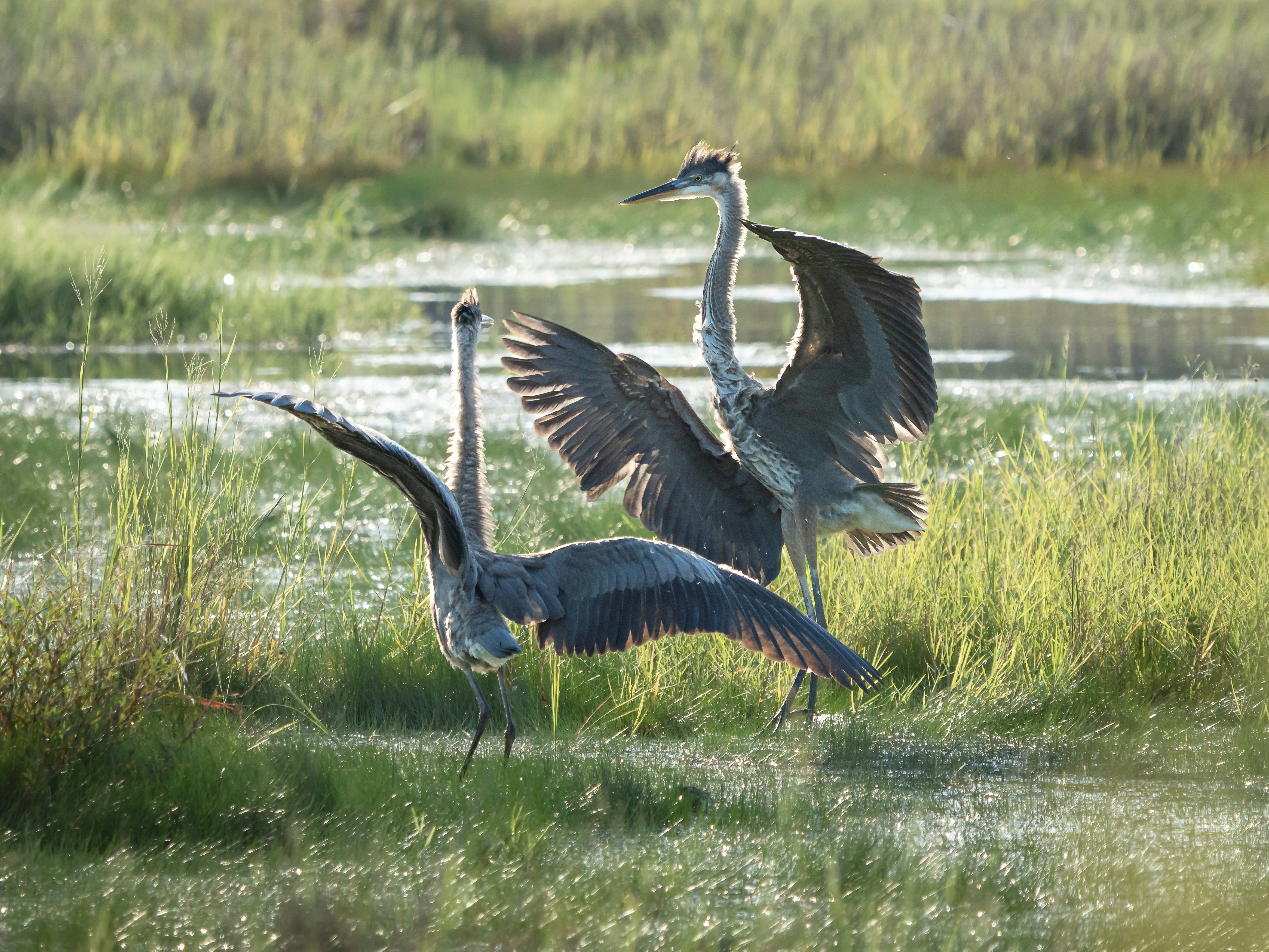 Amid Wetland Reverie: Two Herons in a Playful Flight