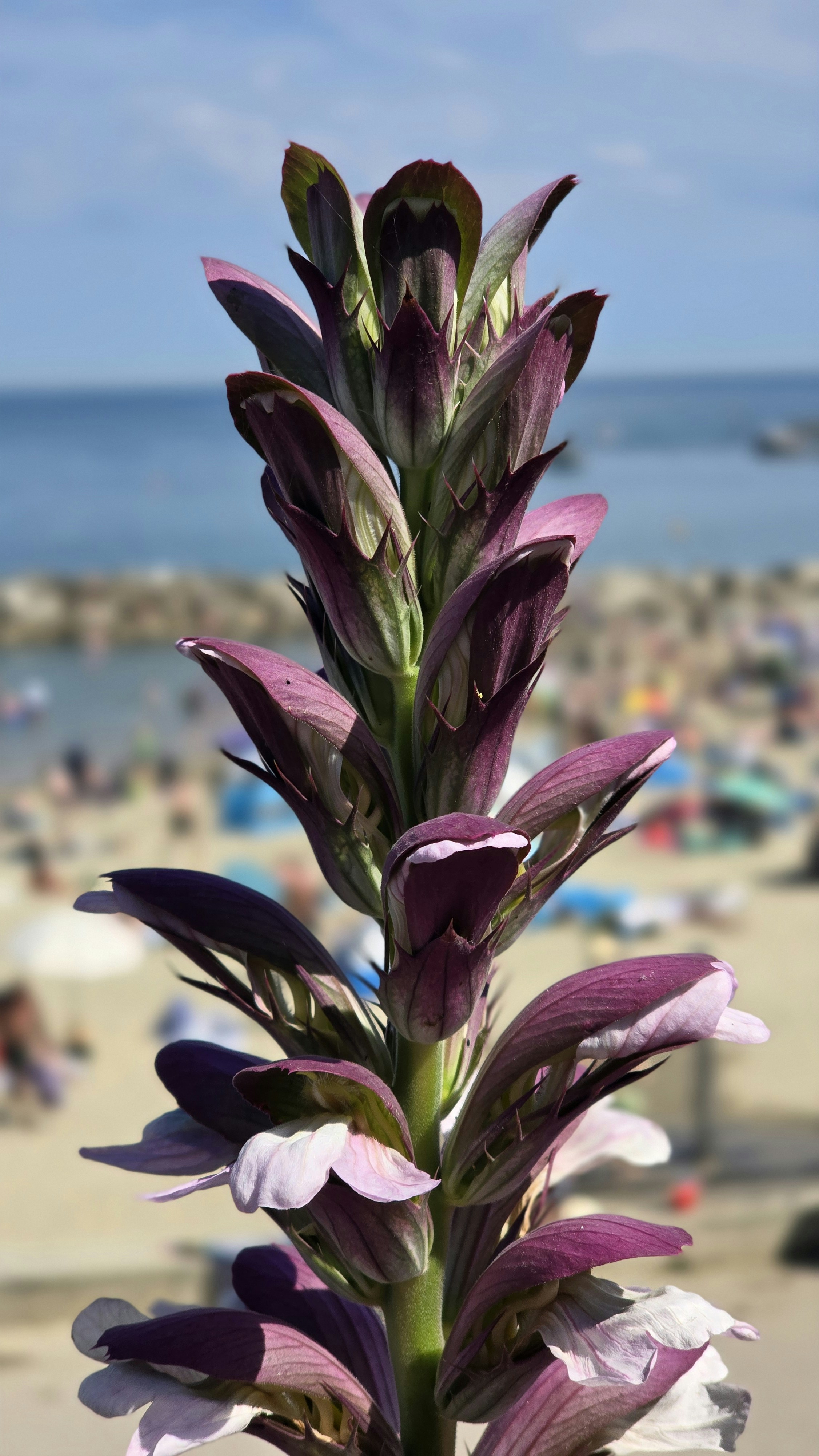 Sea Breeze Blossom: A Close-Up of Color in a Beach Garden