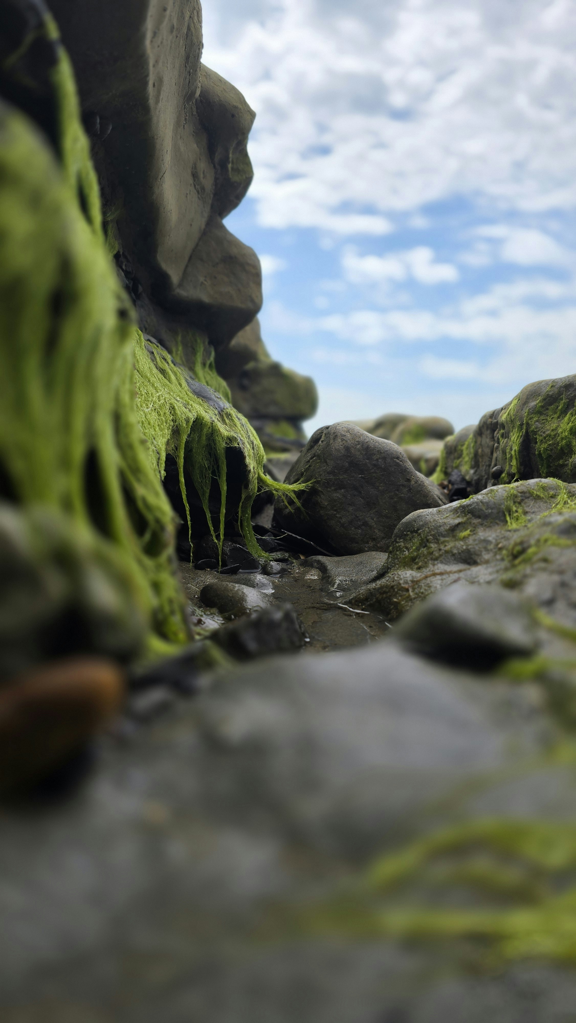  Mossy Cliffs at Tide's Edge