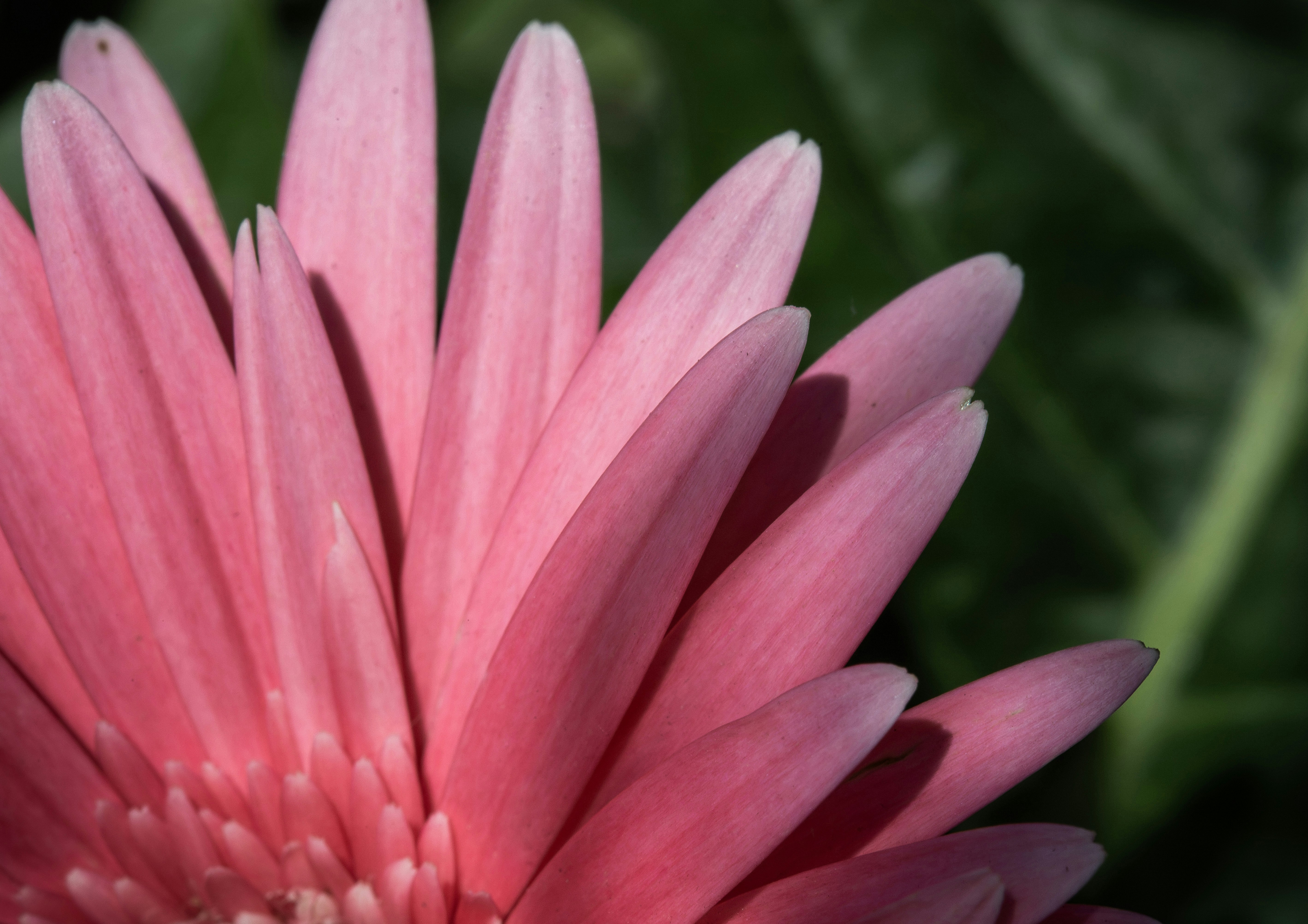Close-up of a Pink Gerbera Petal Bloom