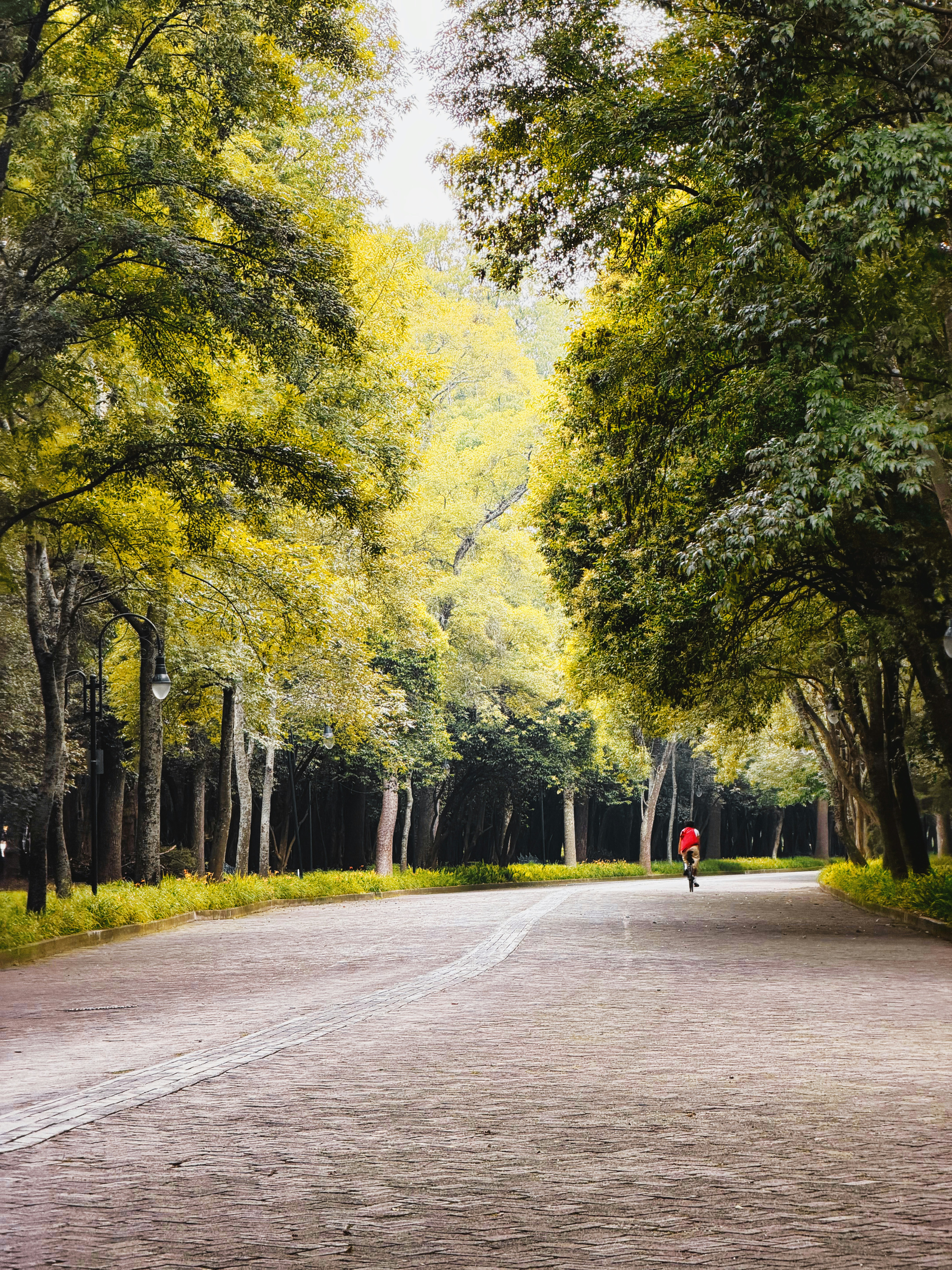 A sunlit park avenue lined with tall trees on both sides; a solitary cyclist in red rides toward the distance, cobblestone path leading the eye forward.