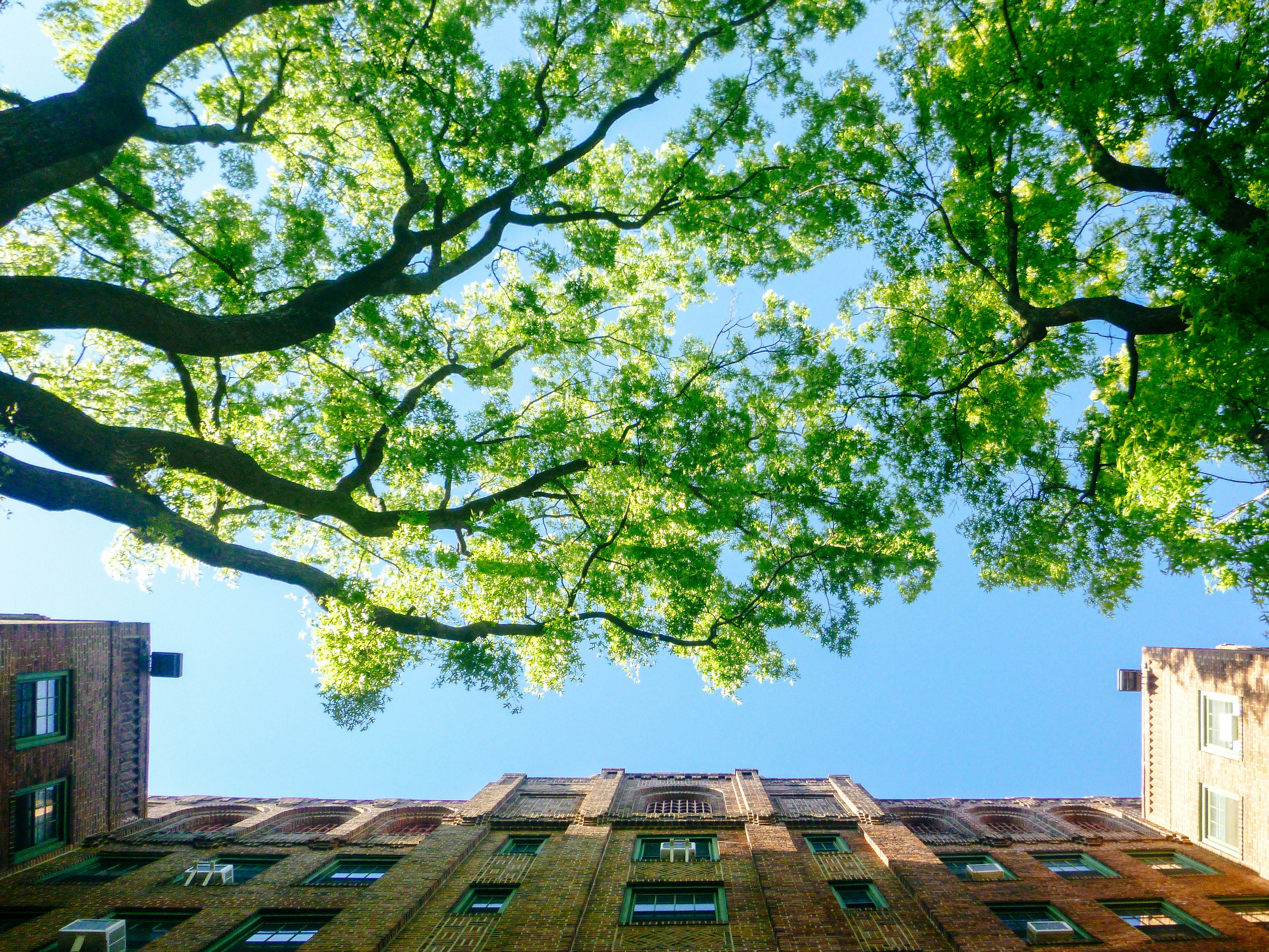 Emerald Canopy over Brick Facades