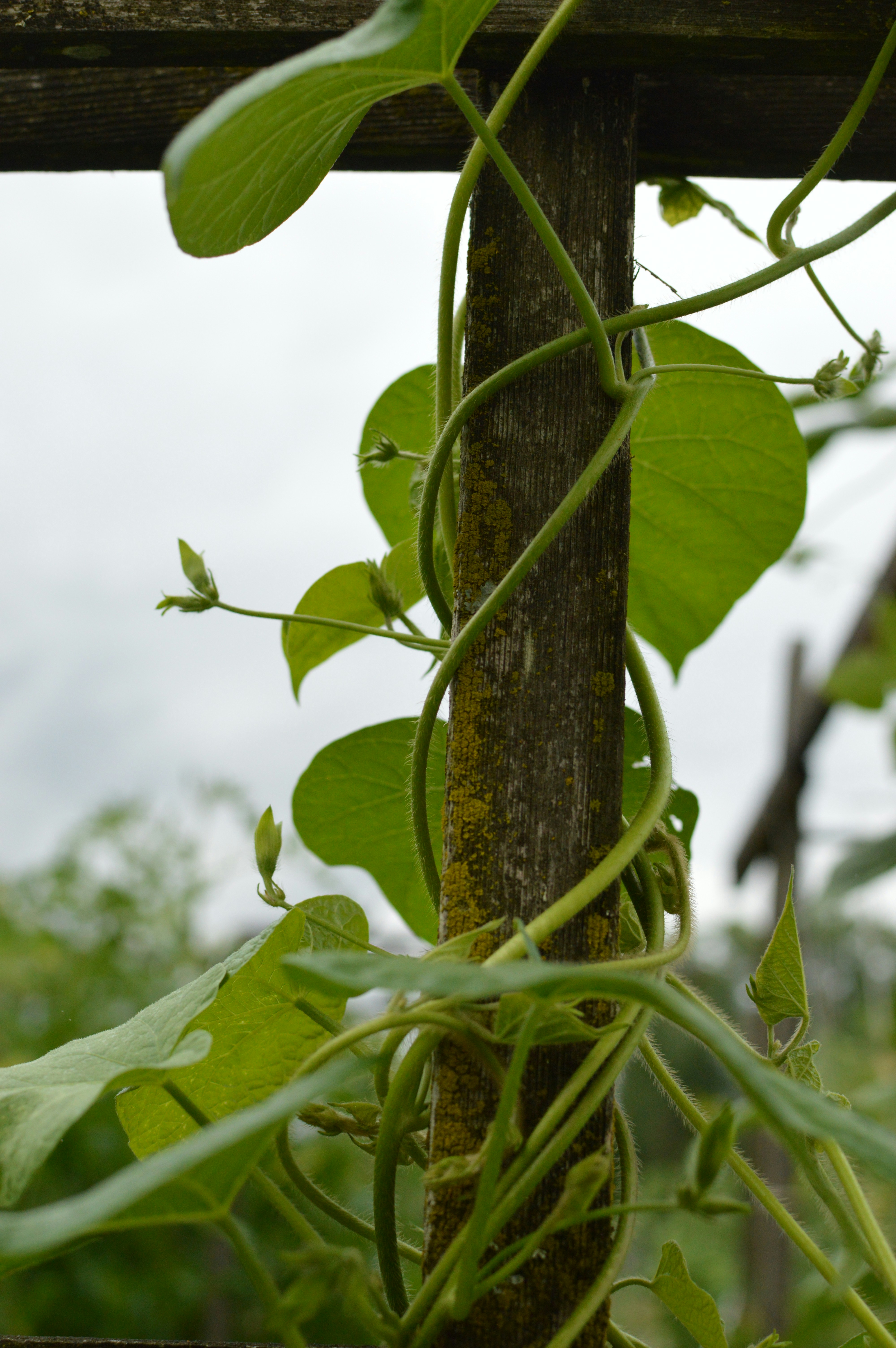 Vines Claimed by a Weathered Post