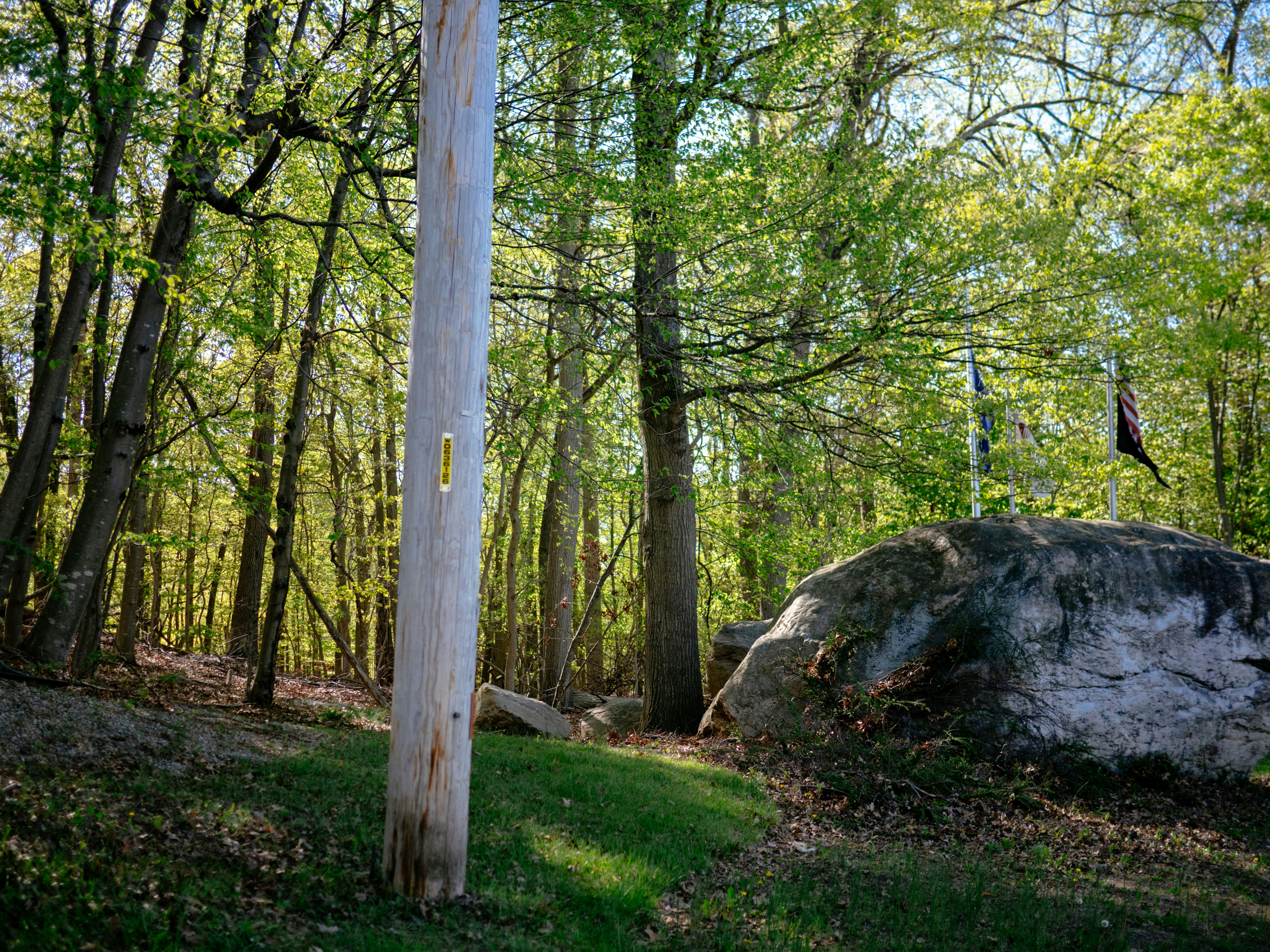 Forest Cable: A Weathered Pole Amid Sunlit Trees and a Mossy Rock