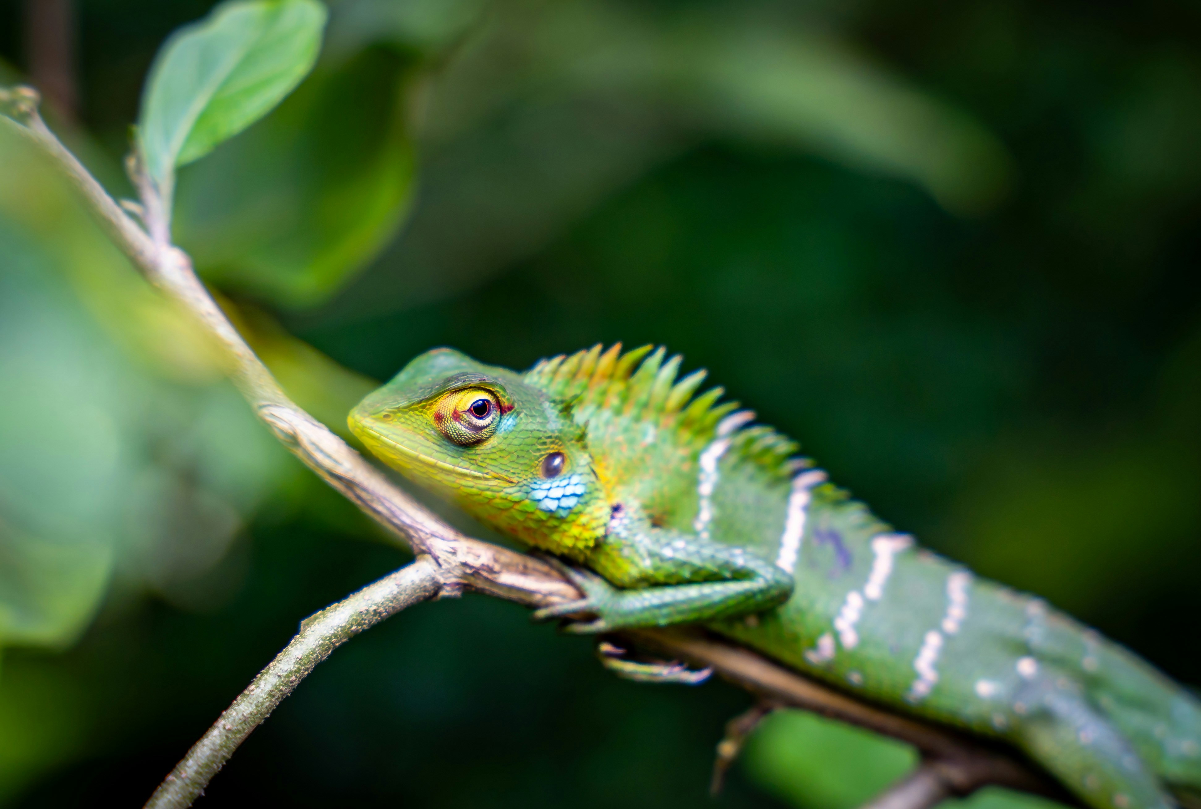 Emerald Anole: A Lizard On a Branch in Quiet Green Focus