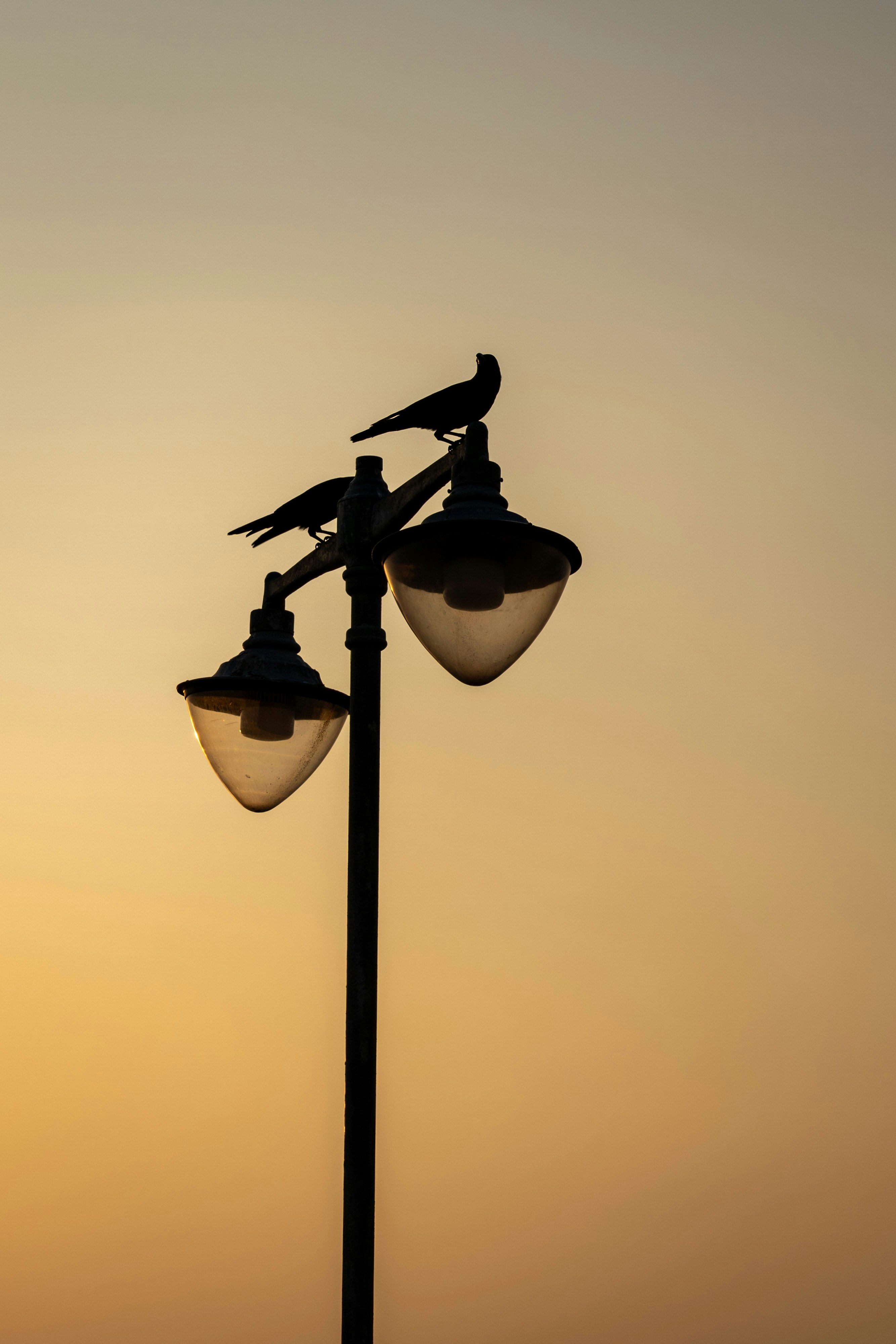 Silhouetted Lanterns with Perched Birds at Dusk