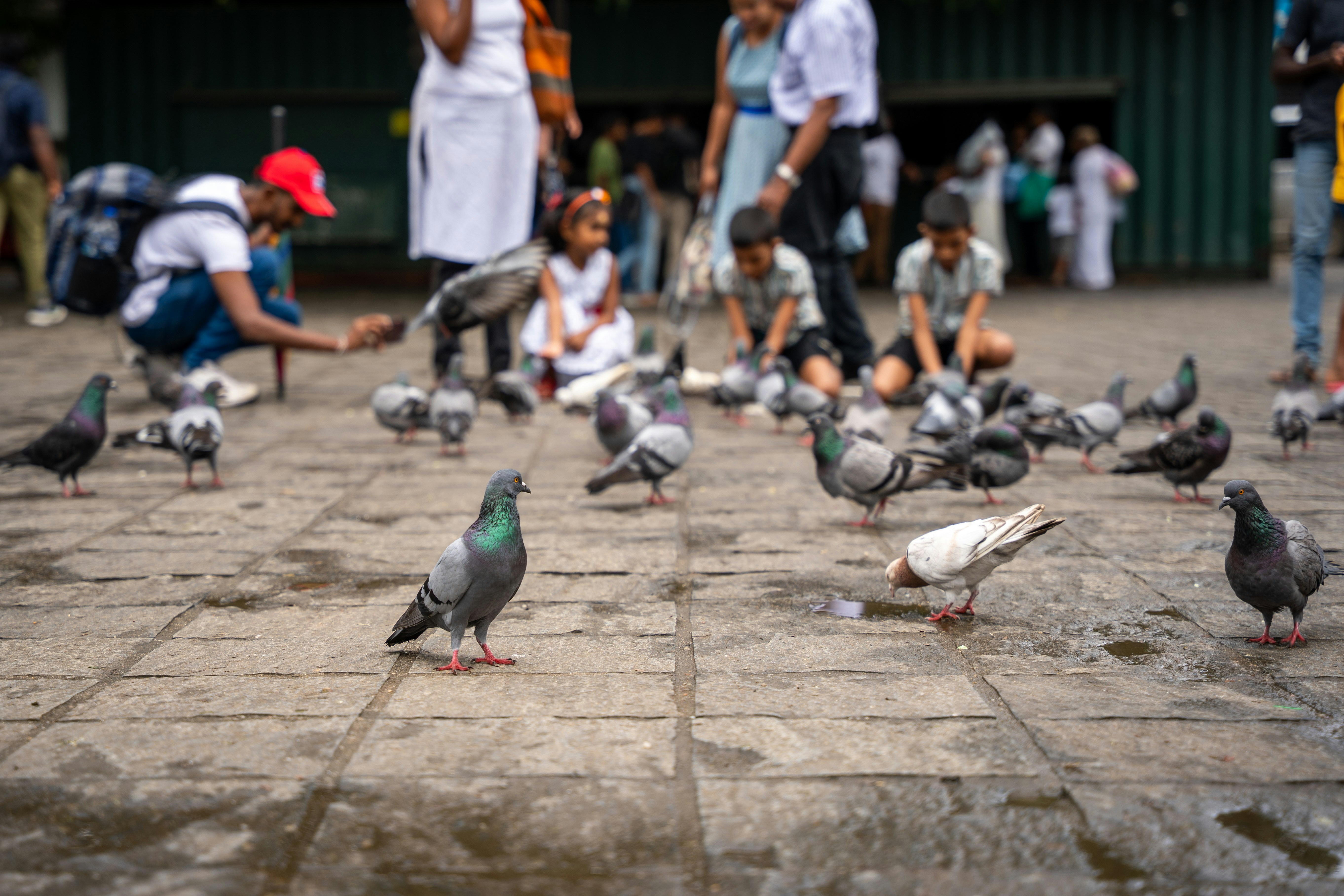 Pigeon Square: Children and Birds in a City Plaza