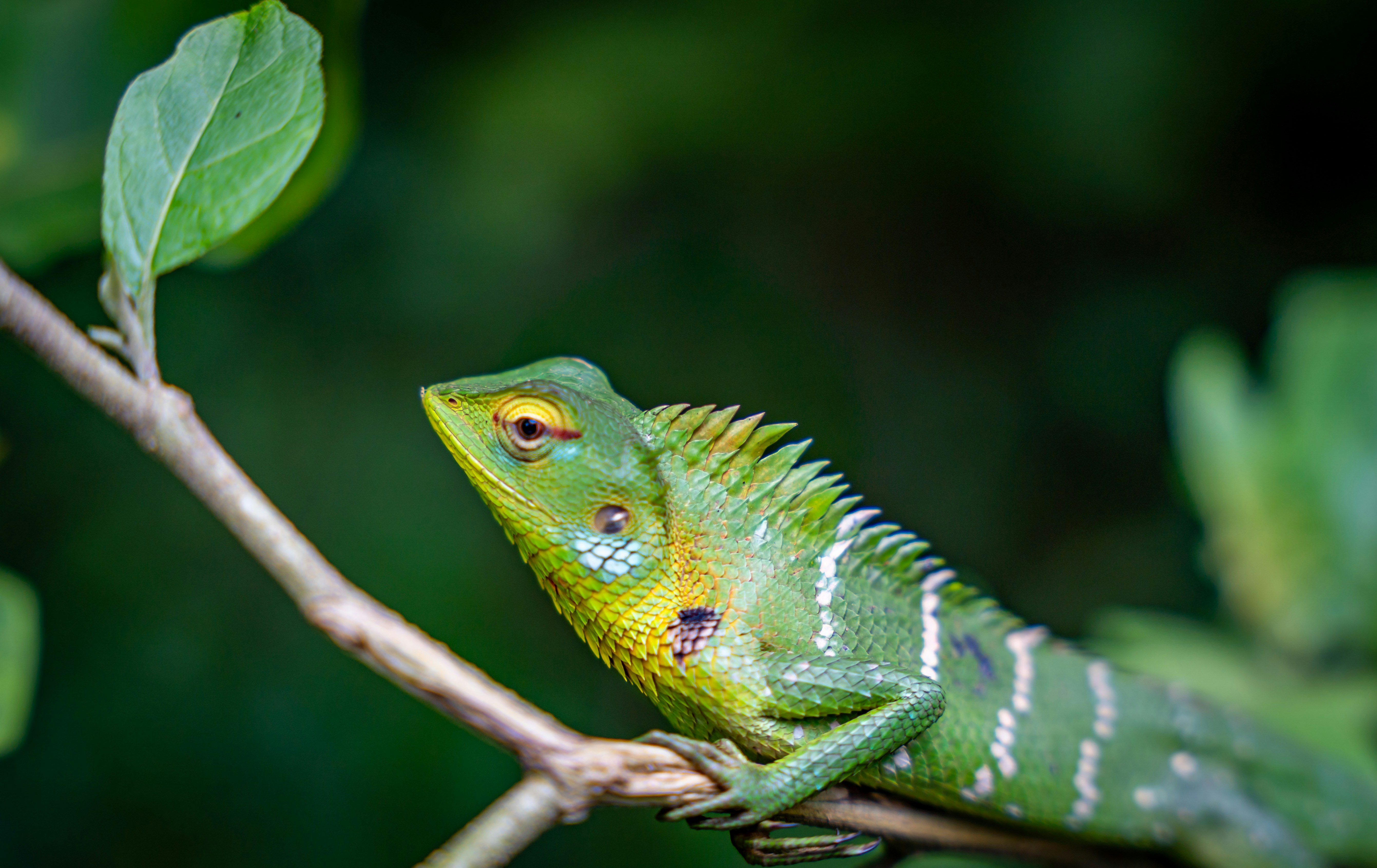 Green Crest on a Quiet Branch