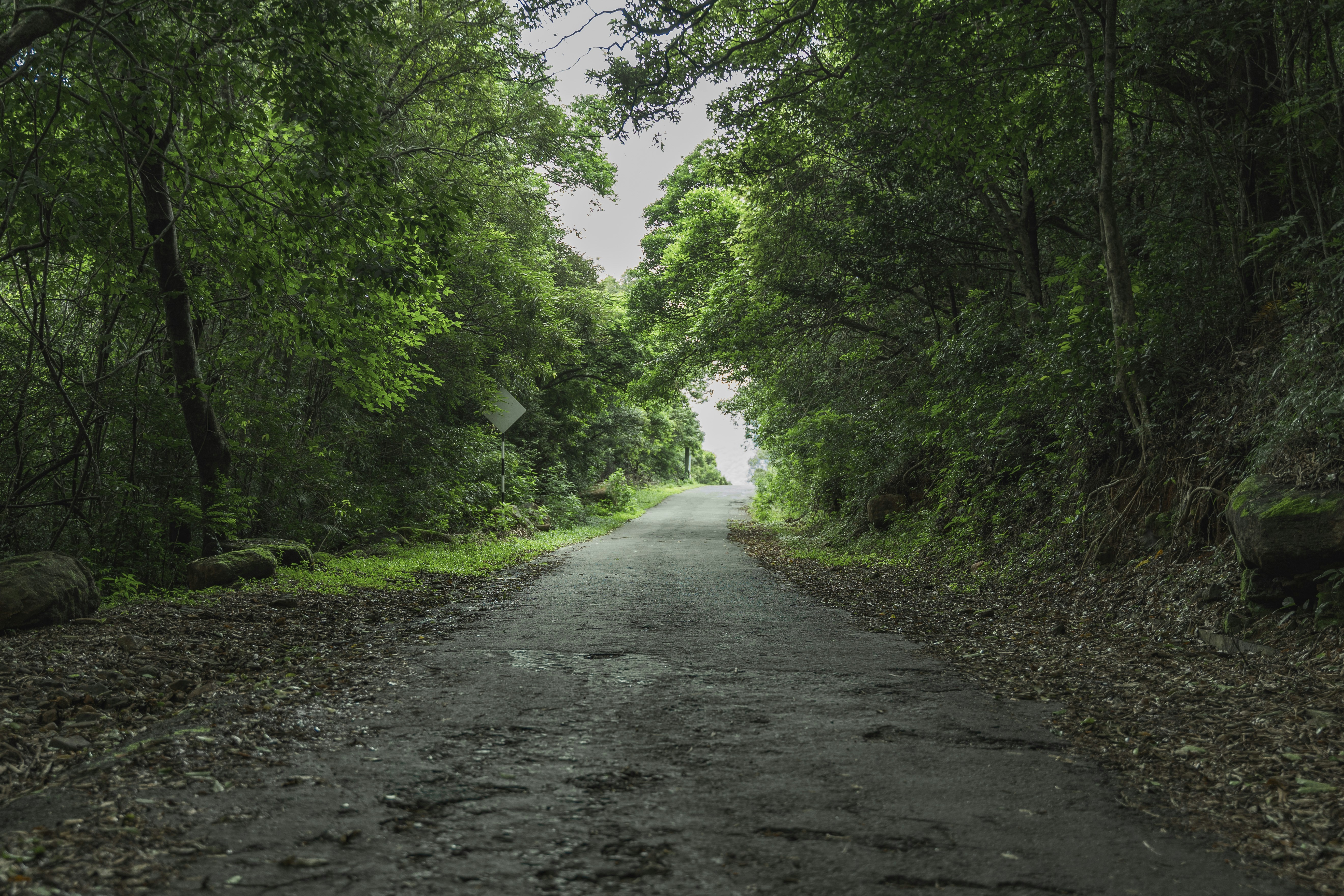 Emerald Corridor: A Quiet Road Through a Lush Green Tunnel