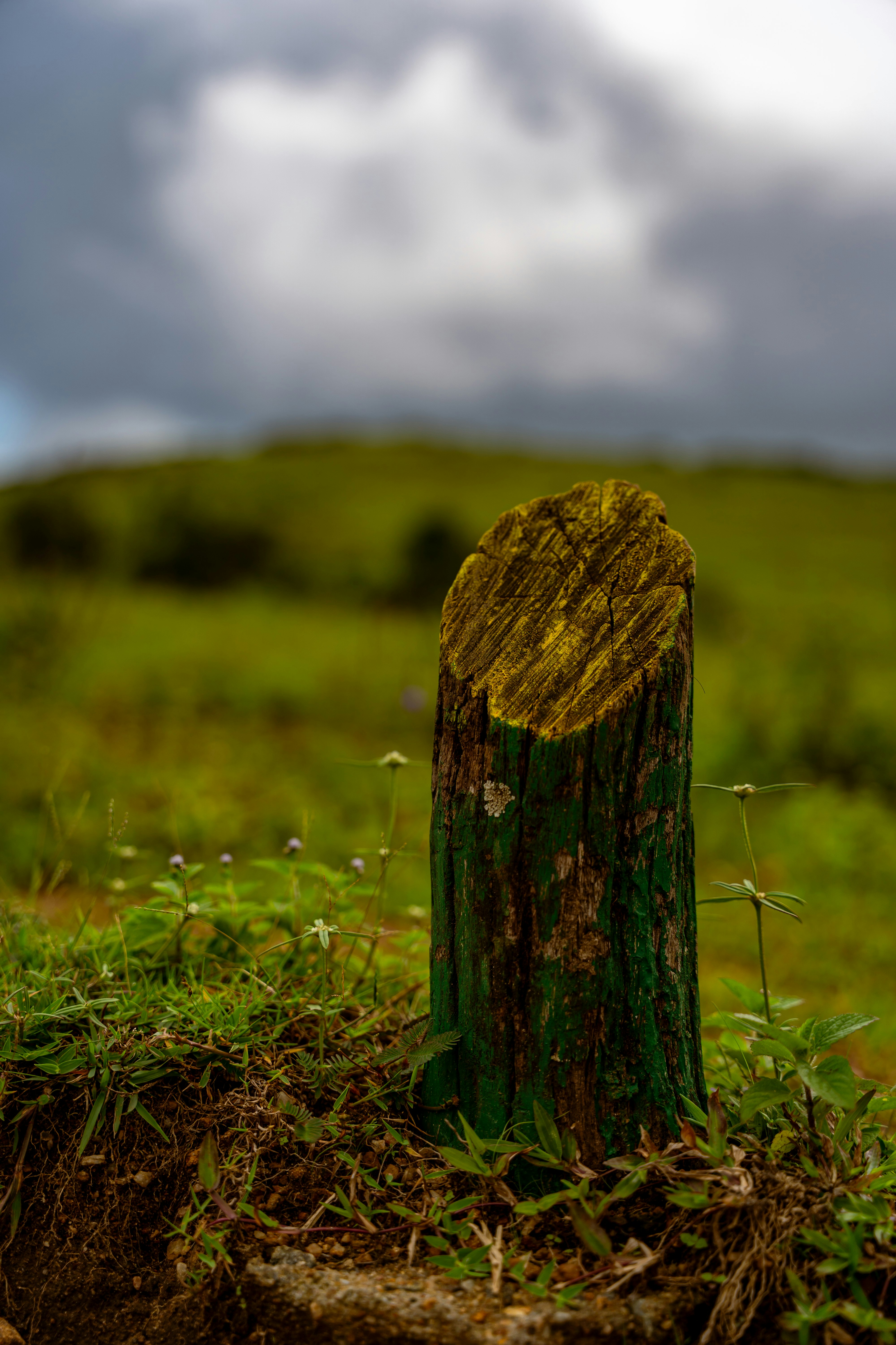 Weathered boundary post in a misty field