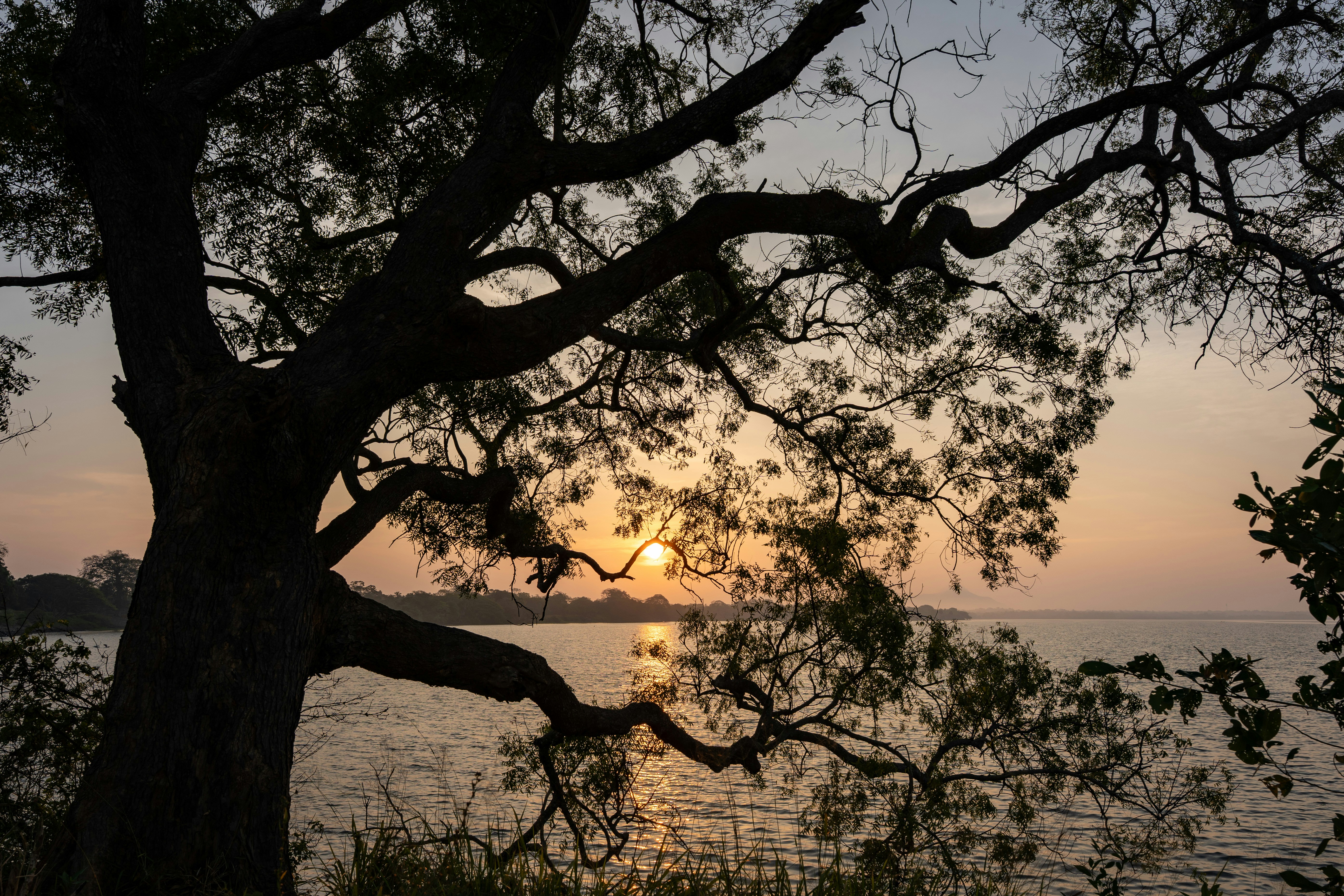 Silhouette of an Ancient Tree Framing a Horizon at Sunset