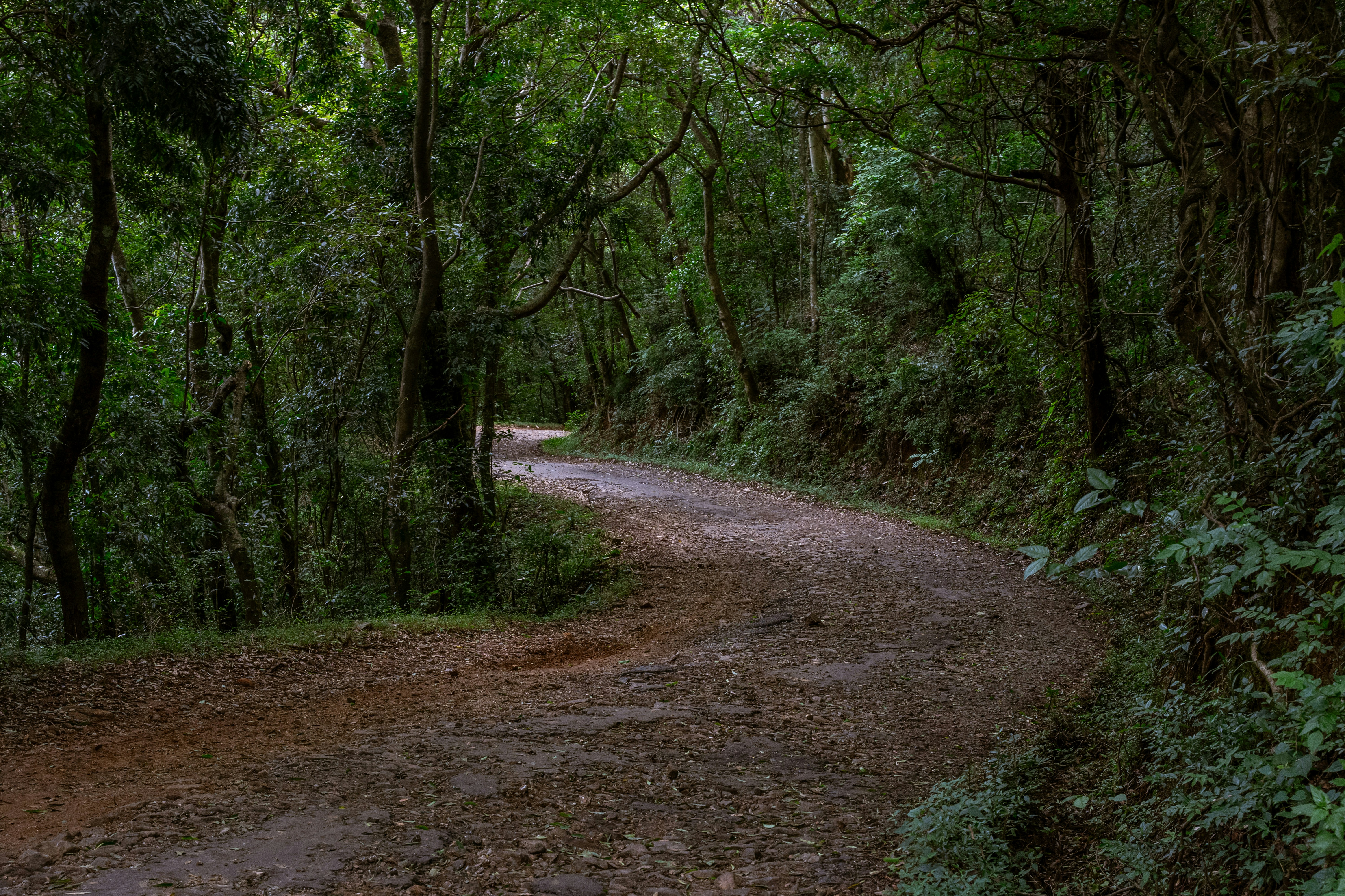Winding Woodland Path Drifted in Dappled Light