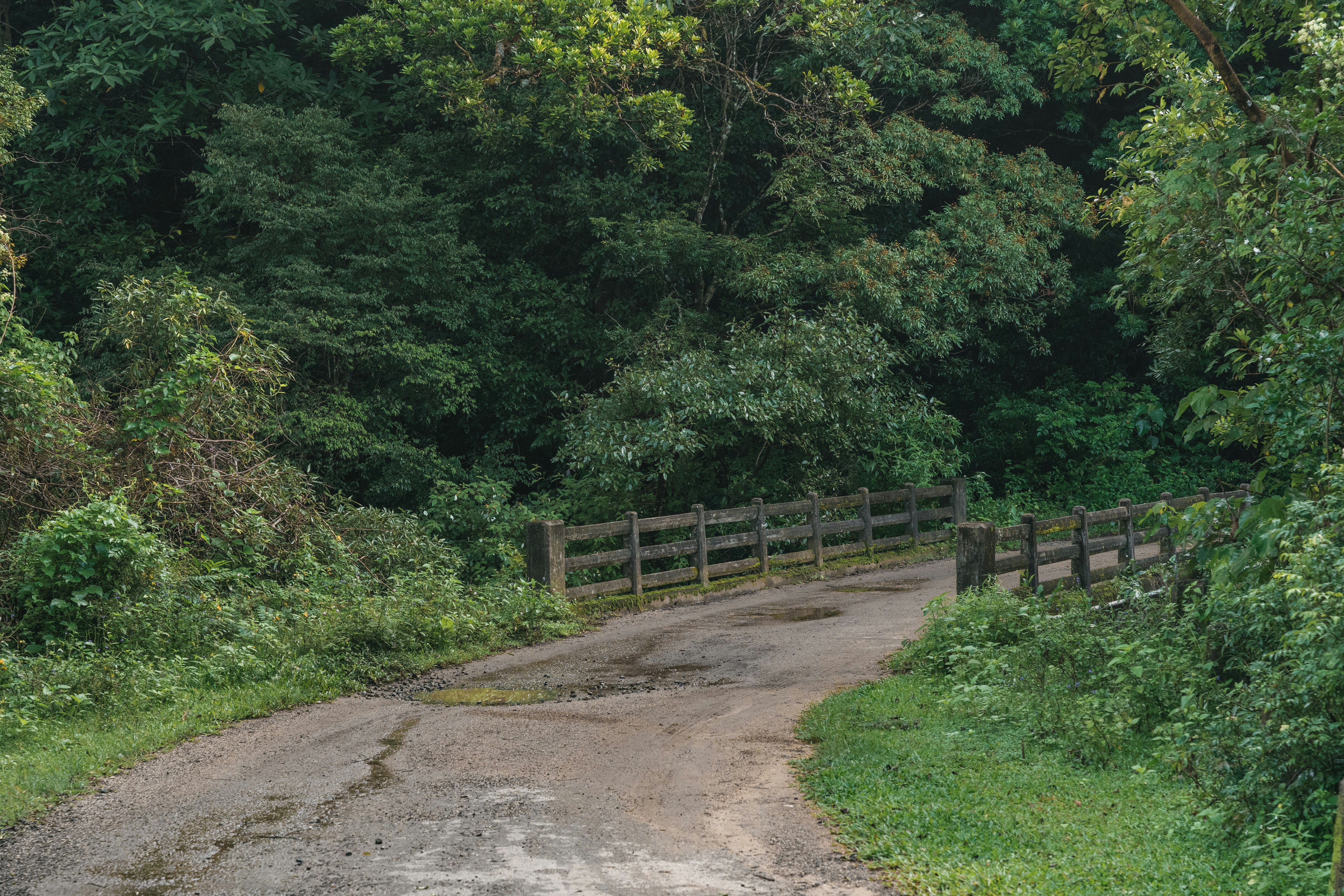 Overgrown Road to a Quiet Gate
