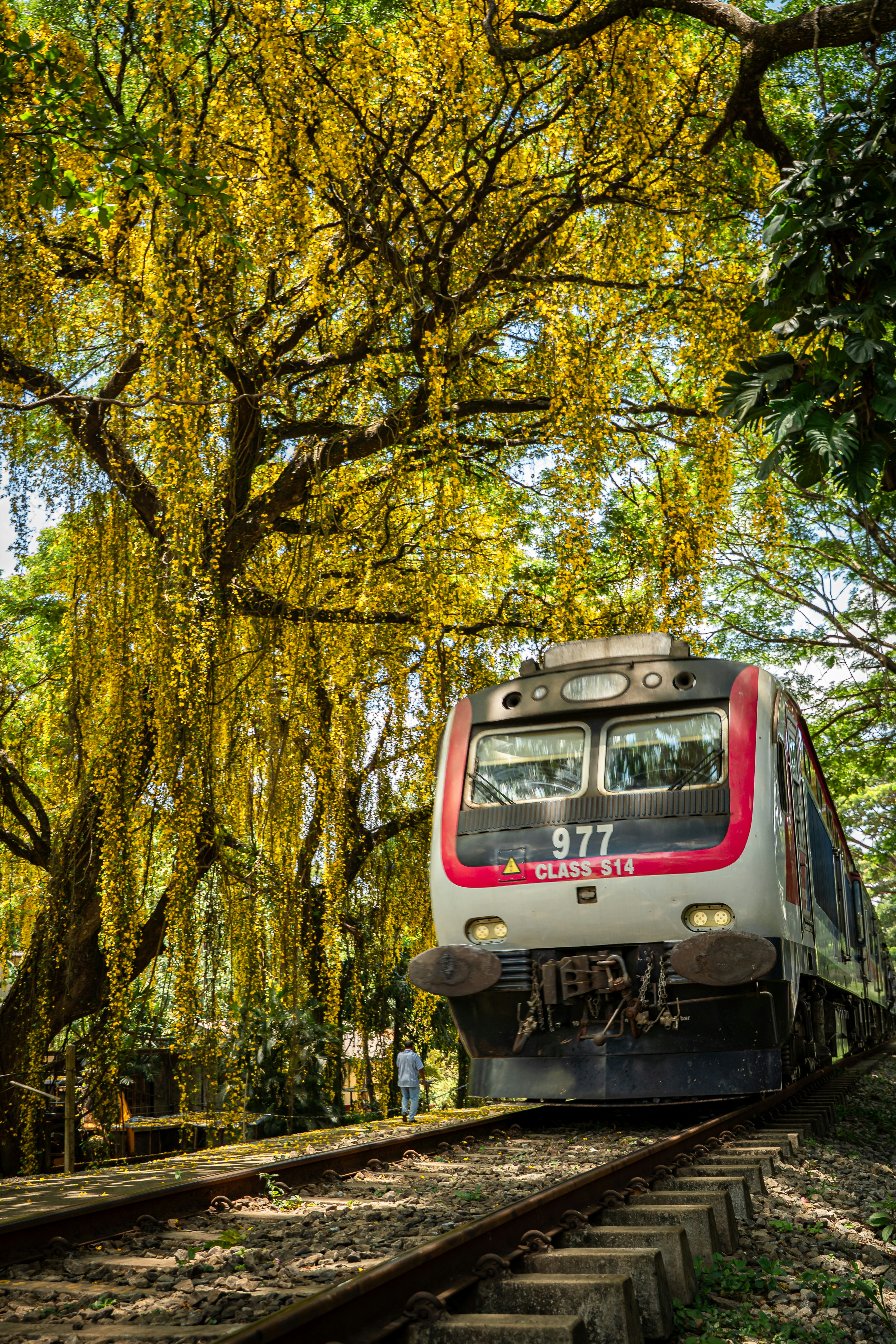 Golden Canopy over the Rails: Train Beneath Yawning Foliage