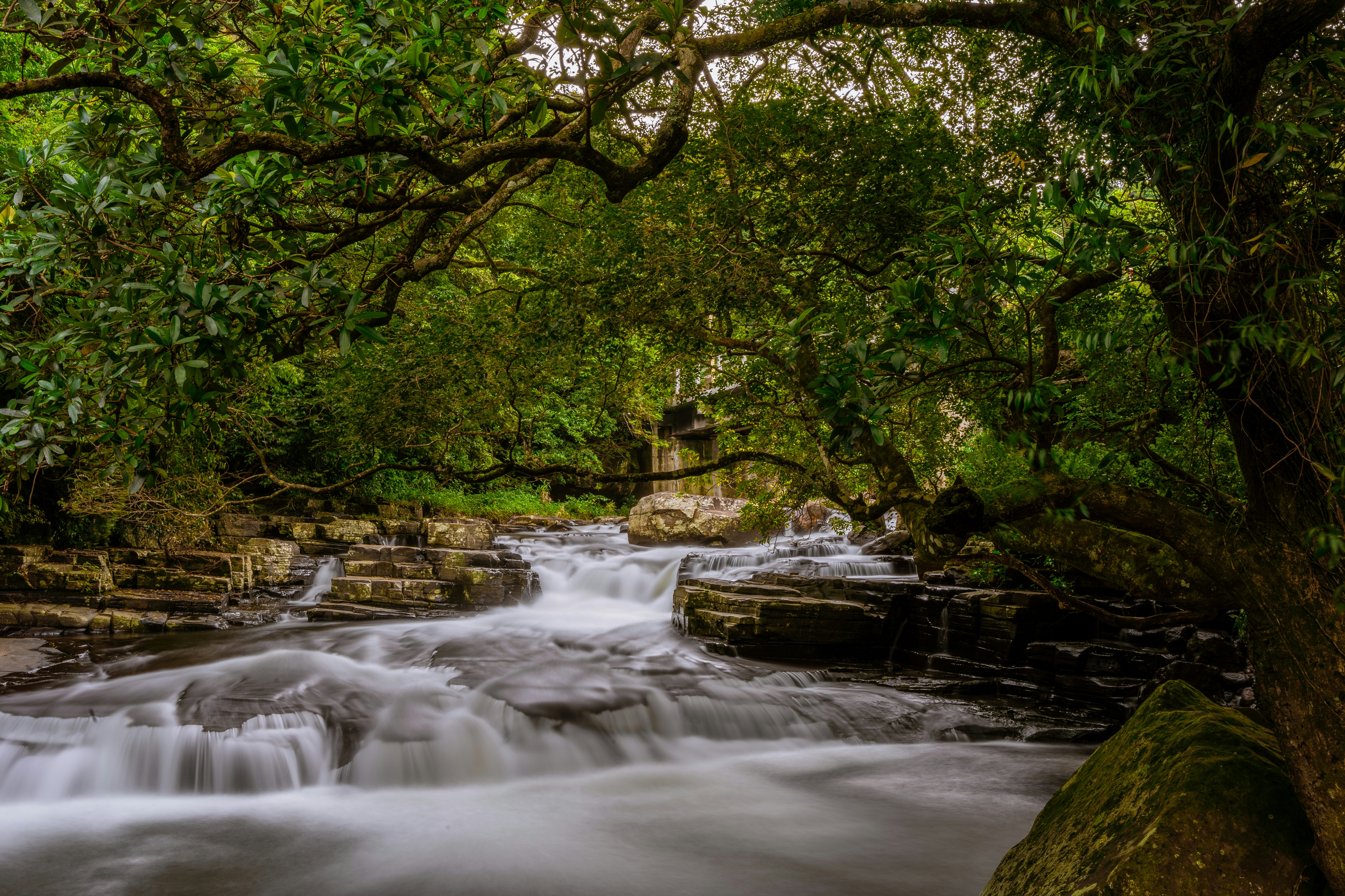 Whispering Falls in a Green Corridor