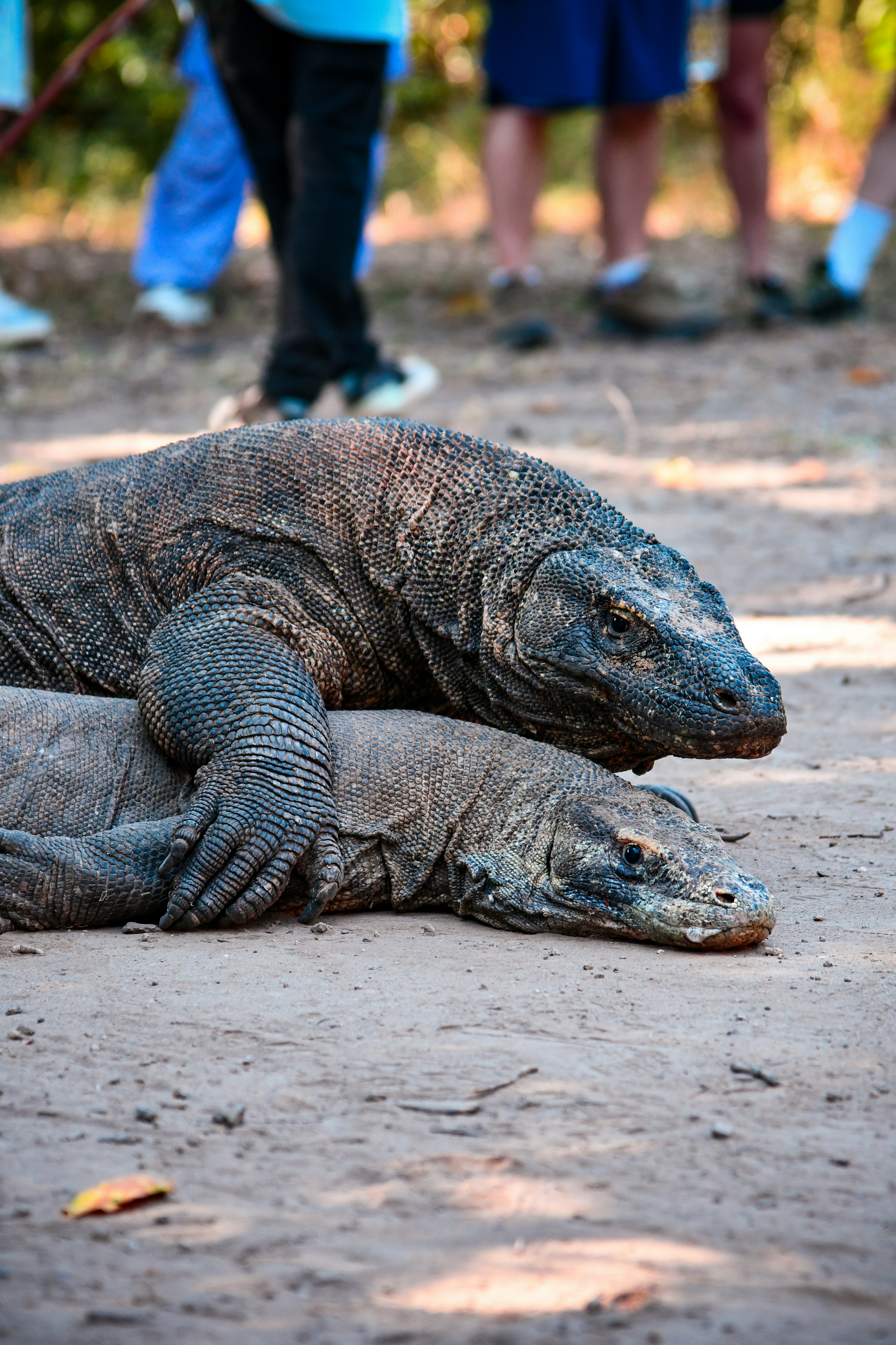 Two Komodo Dragons Rest After a Momentary Sighting