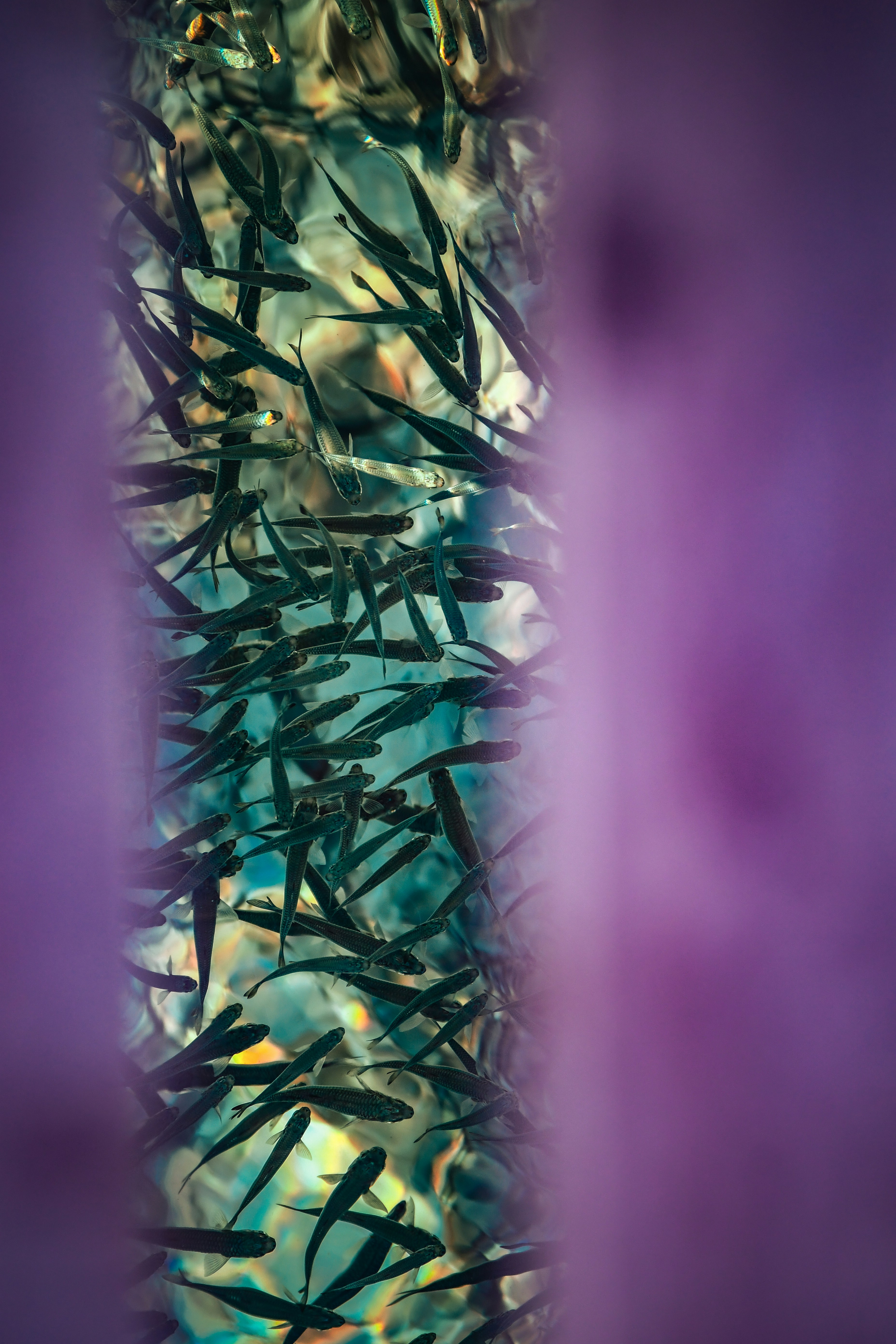 Through a Violet Veil: A Field of Slender Leaves in a Dreamlike Corridor