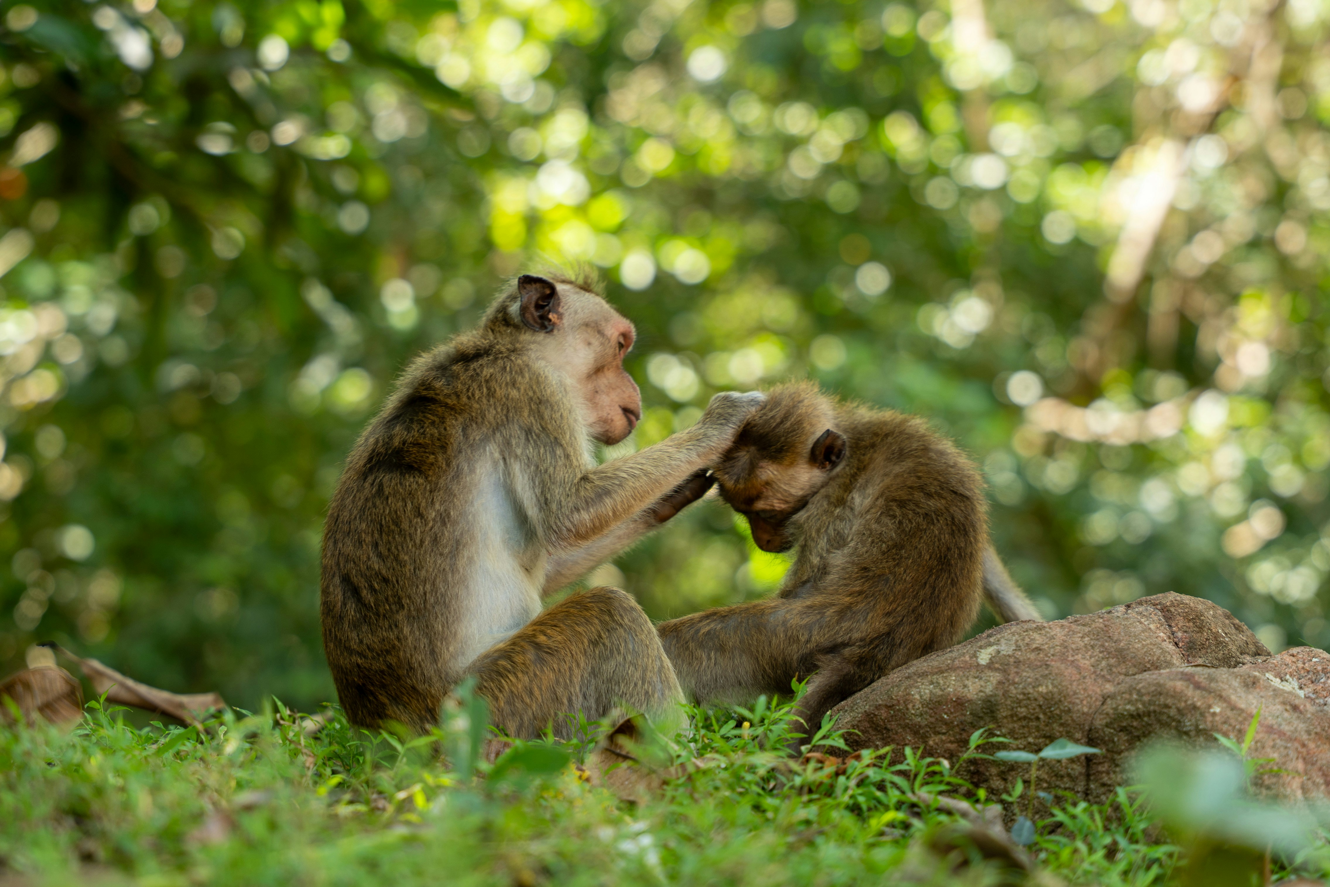Playful Gesture: Two Monkeys in Sunlit Forest Shade