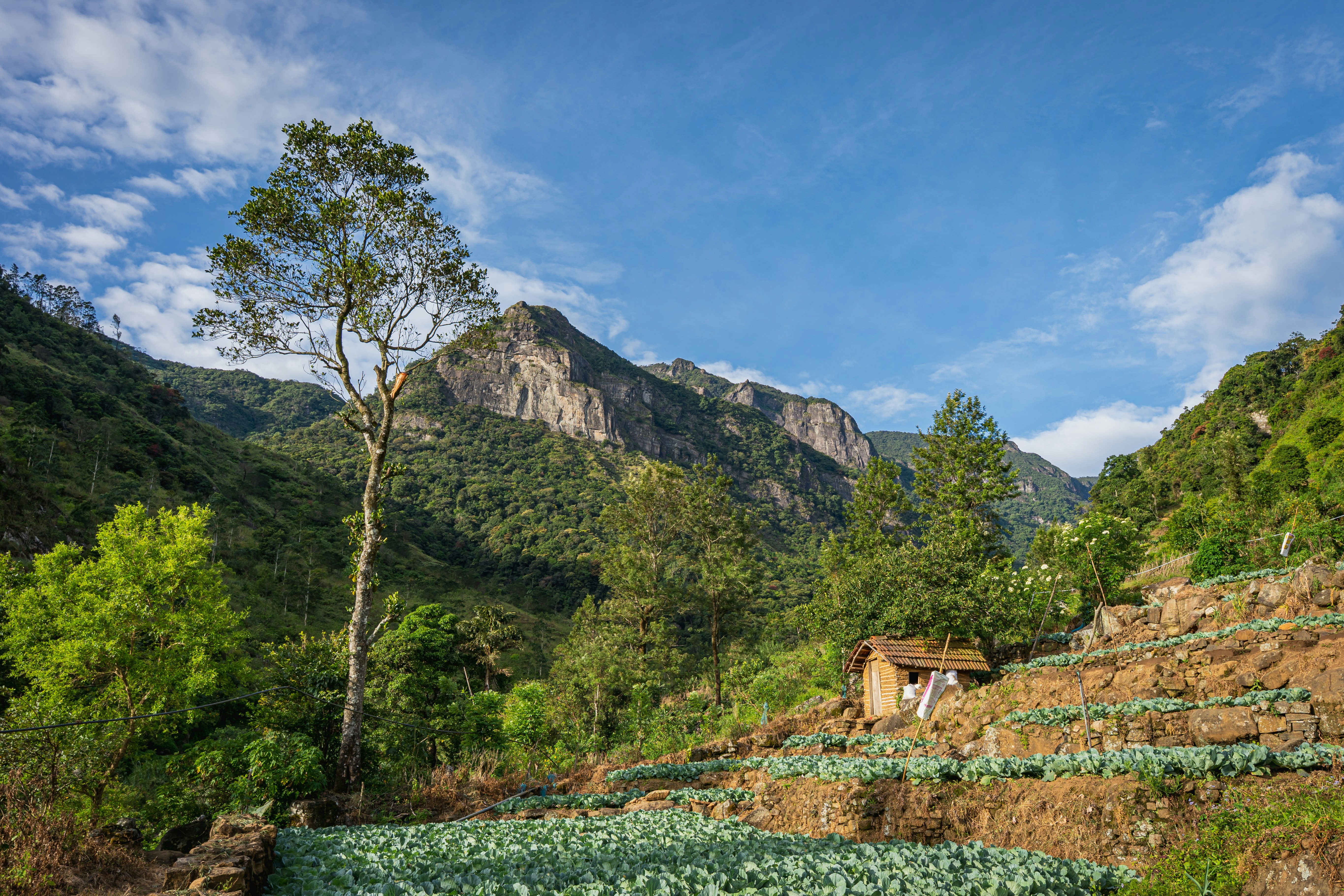 Terraced greens and timber cottage beneath a rugged peak