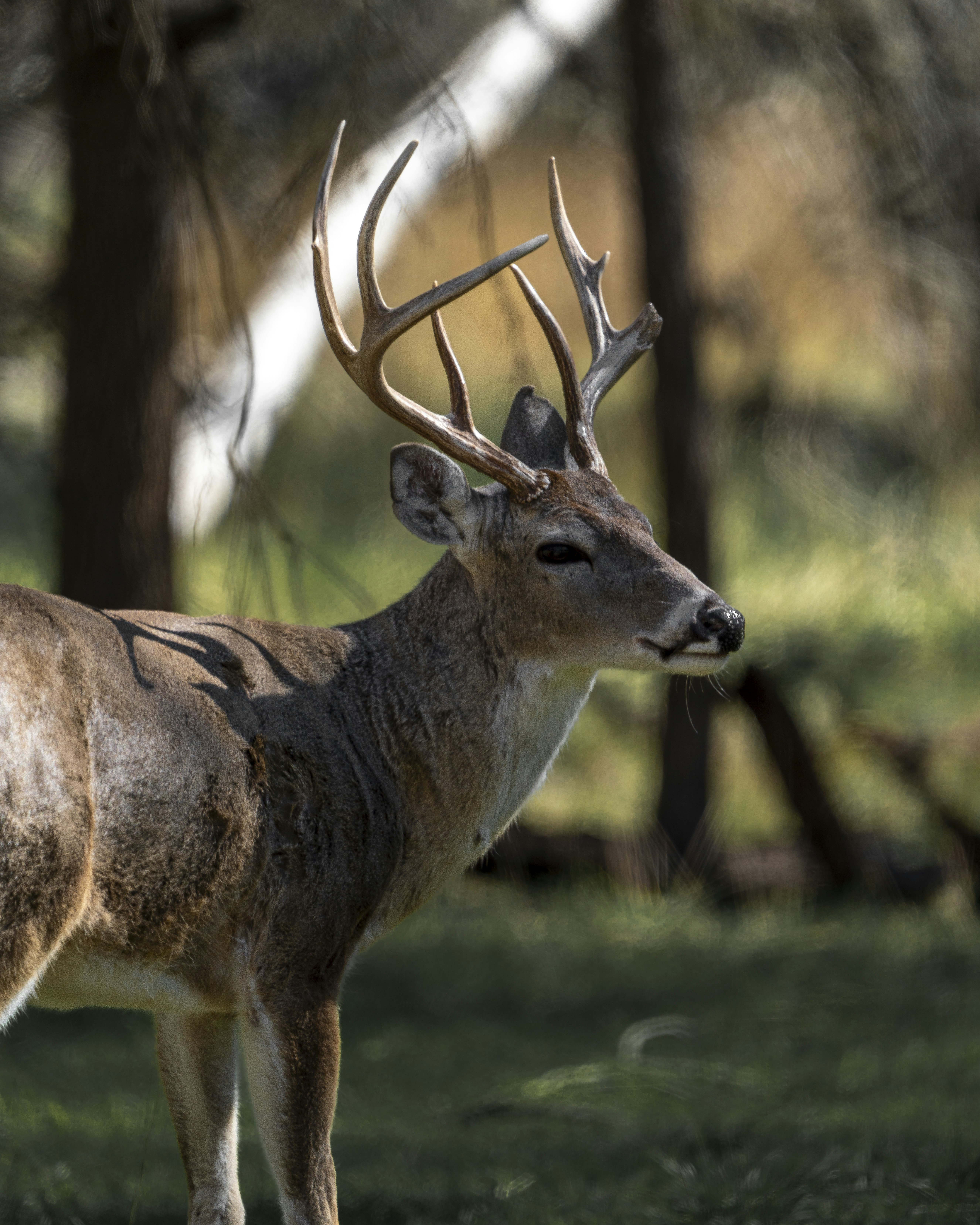 Majestic Stance: Buck in Dappled Light