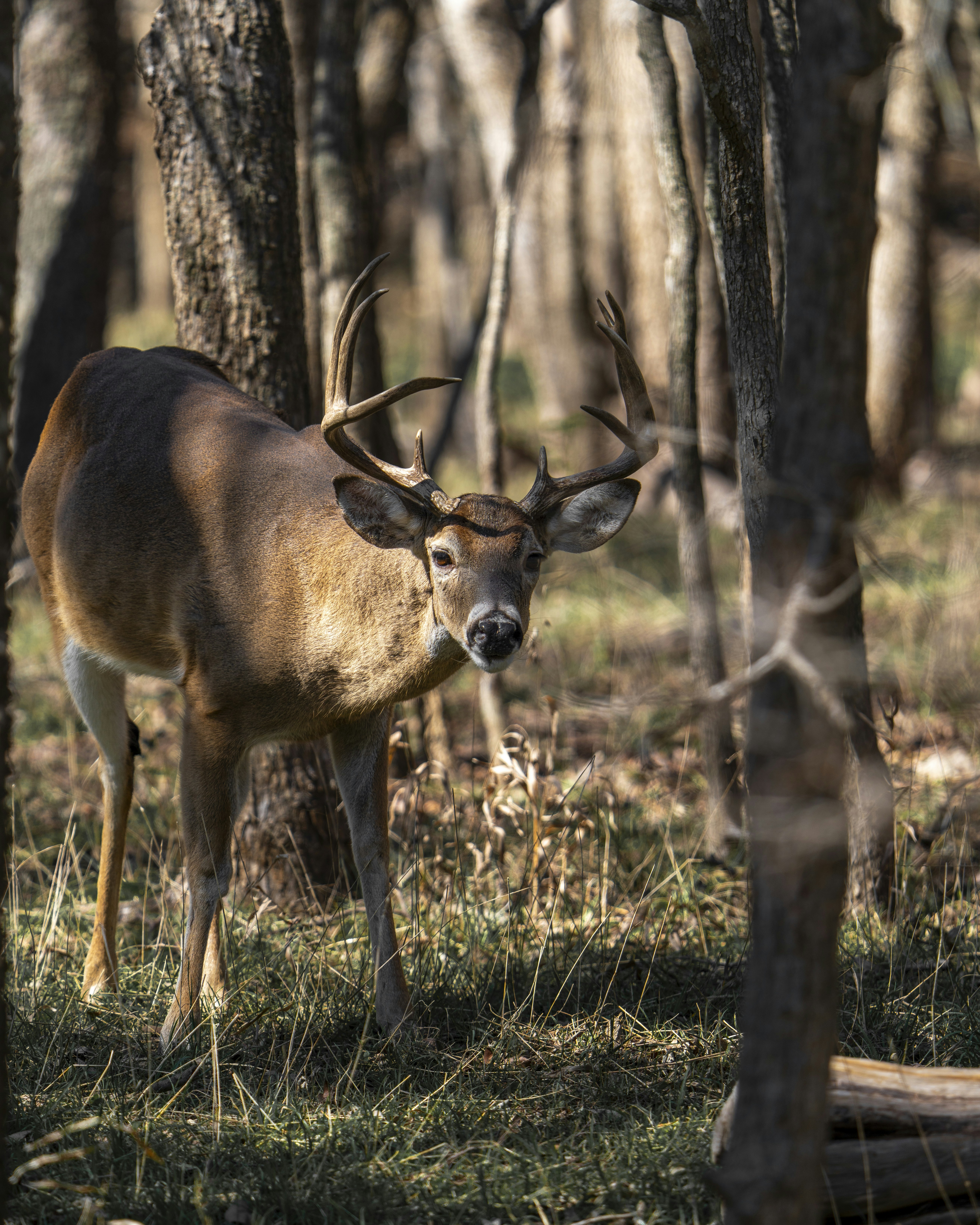 Majestic Stare: A Free-Ranging Buck Among Pines