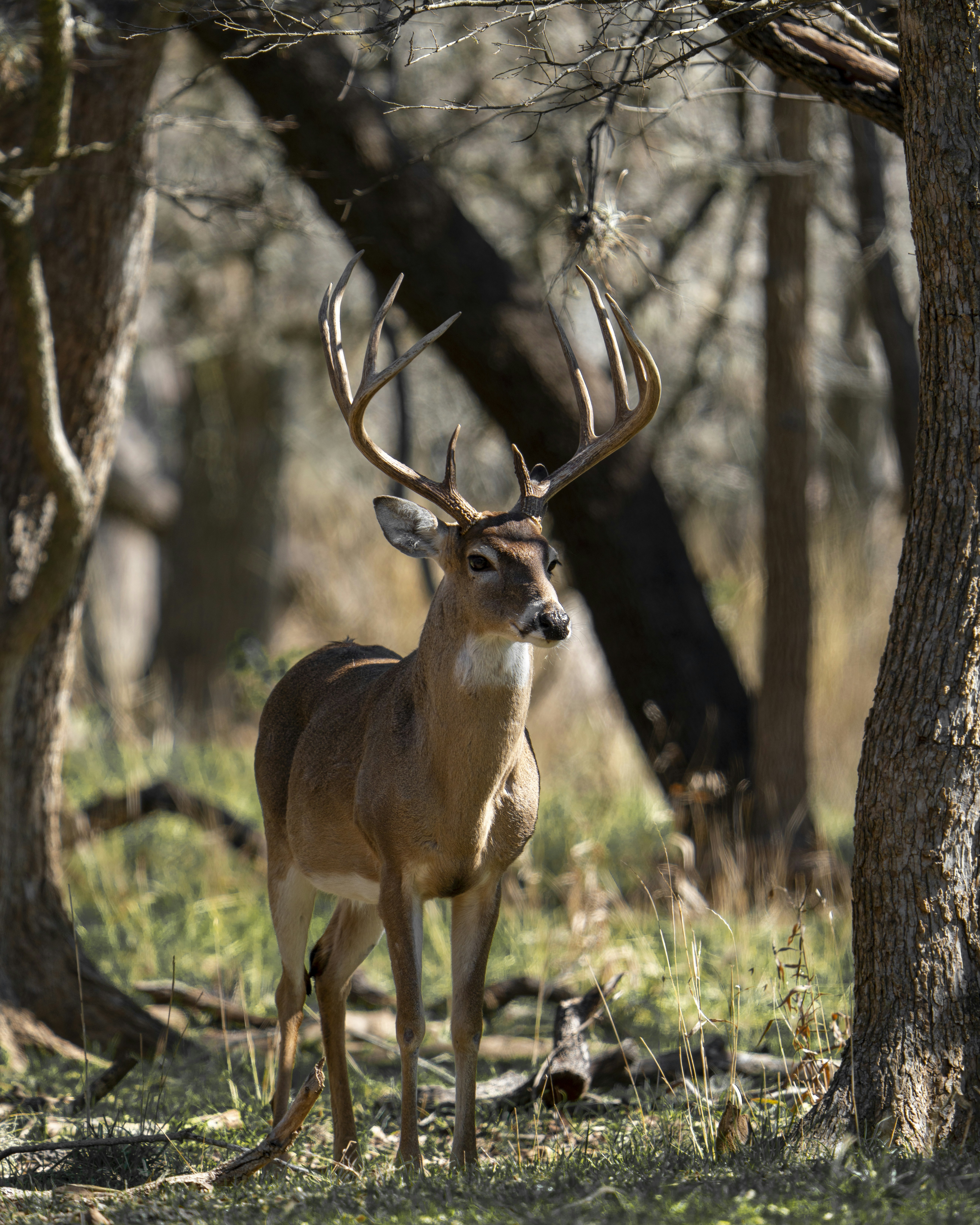 Majestic Deer in Dappled Forest Light