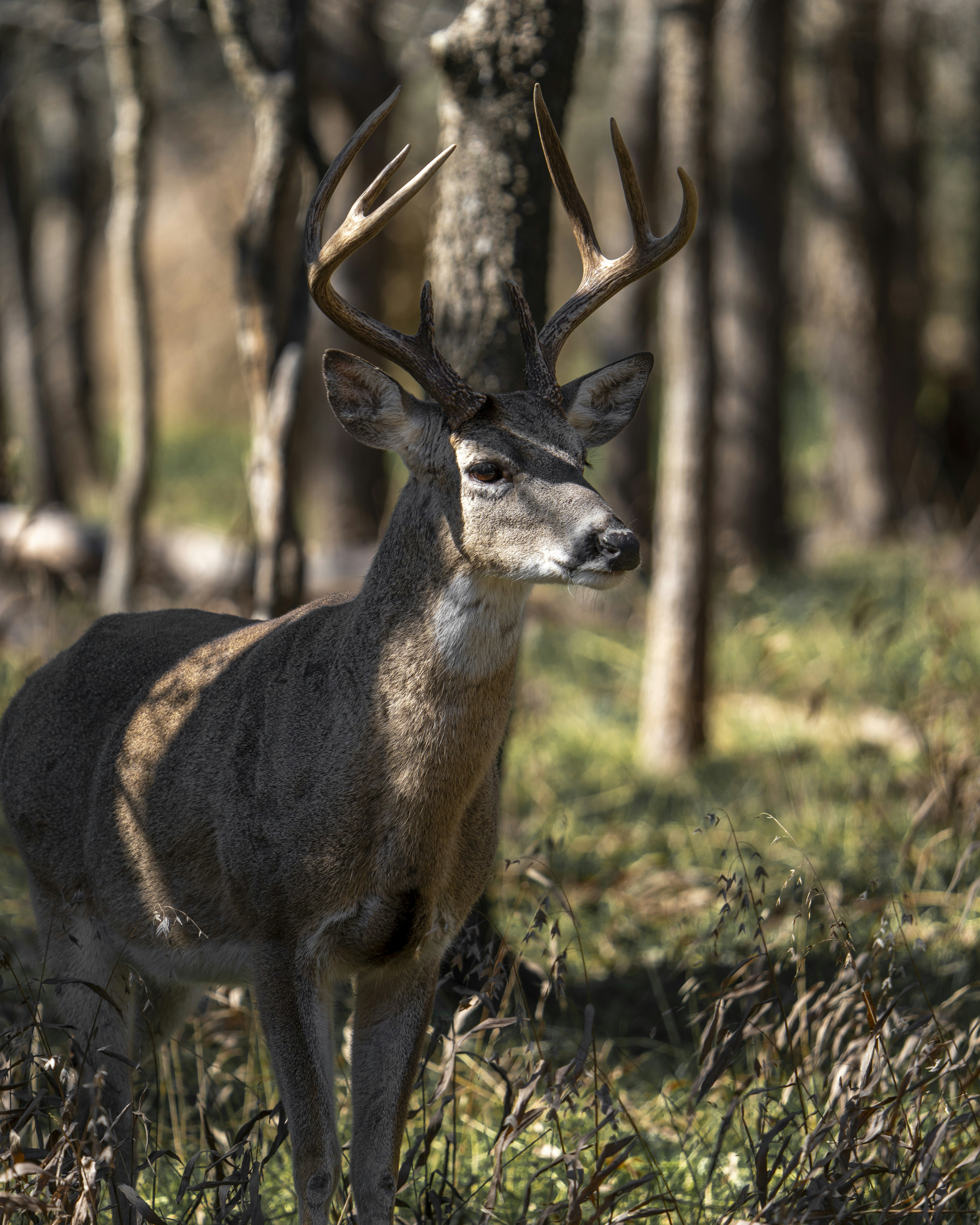 Majestic Stance: A Bull Elk in Quiet Dappled Light