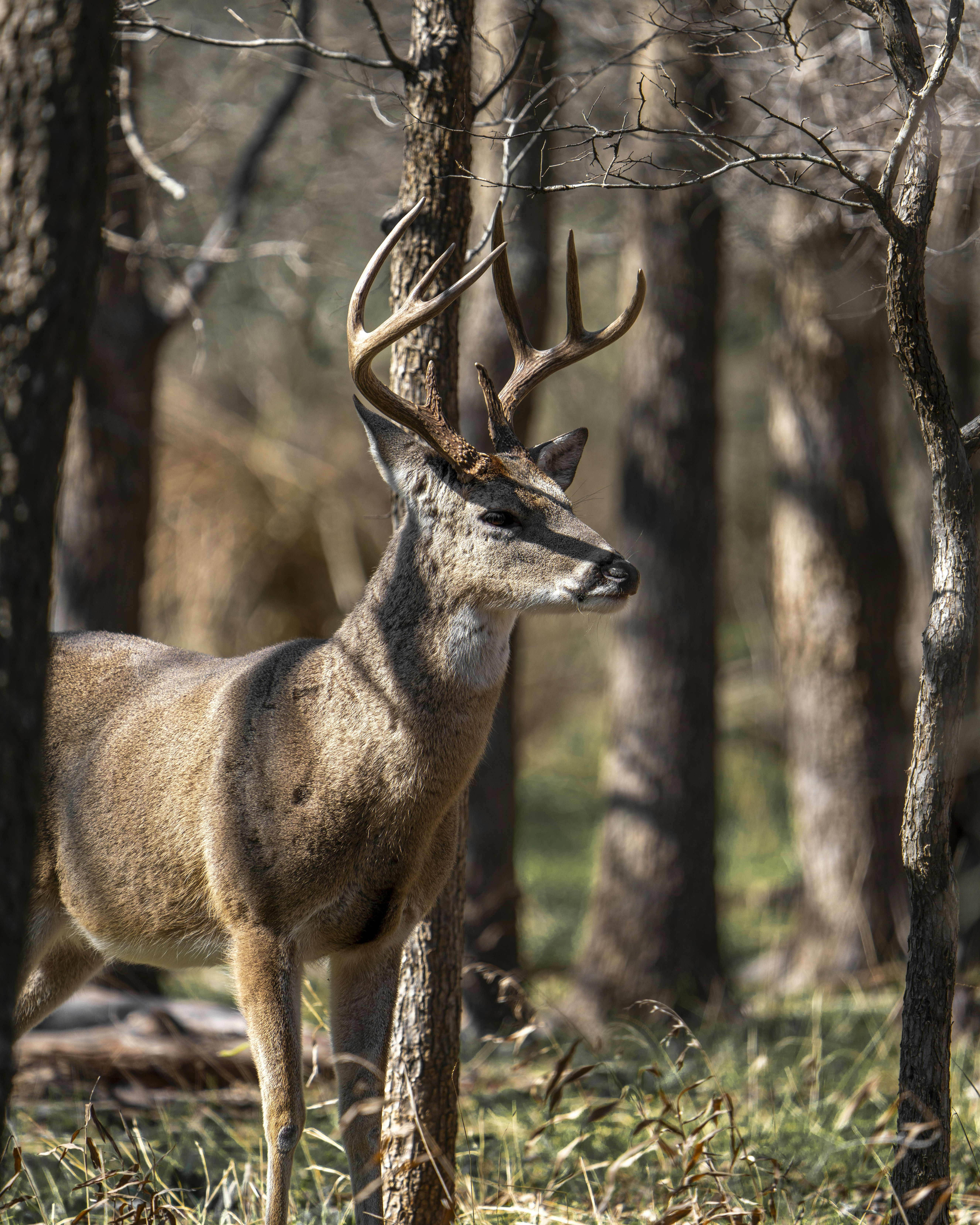 Stately Stag Pausing Among Pines