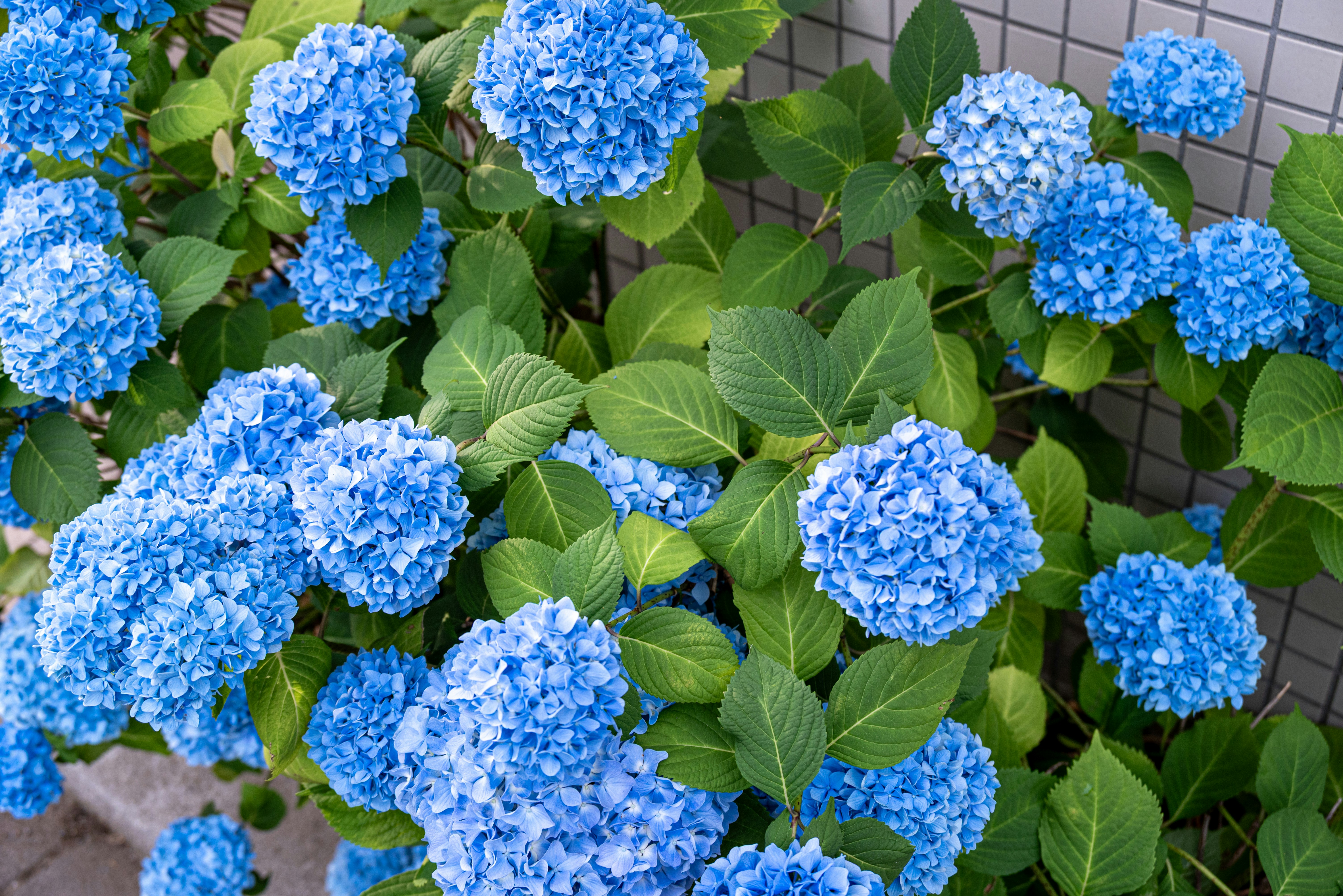 Blue Hydrangea Cluster Framed by Green Leaves