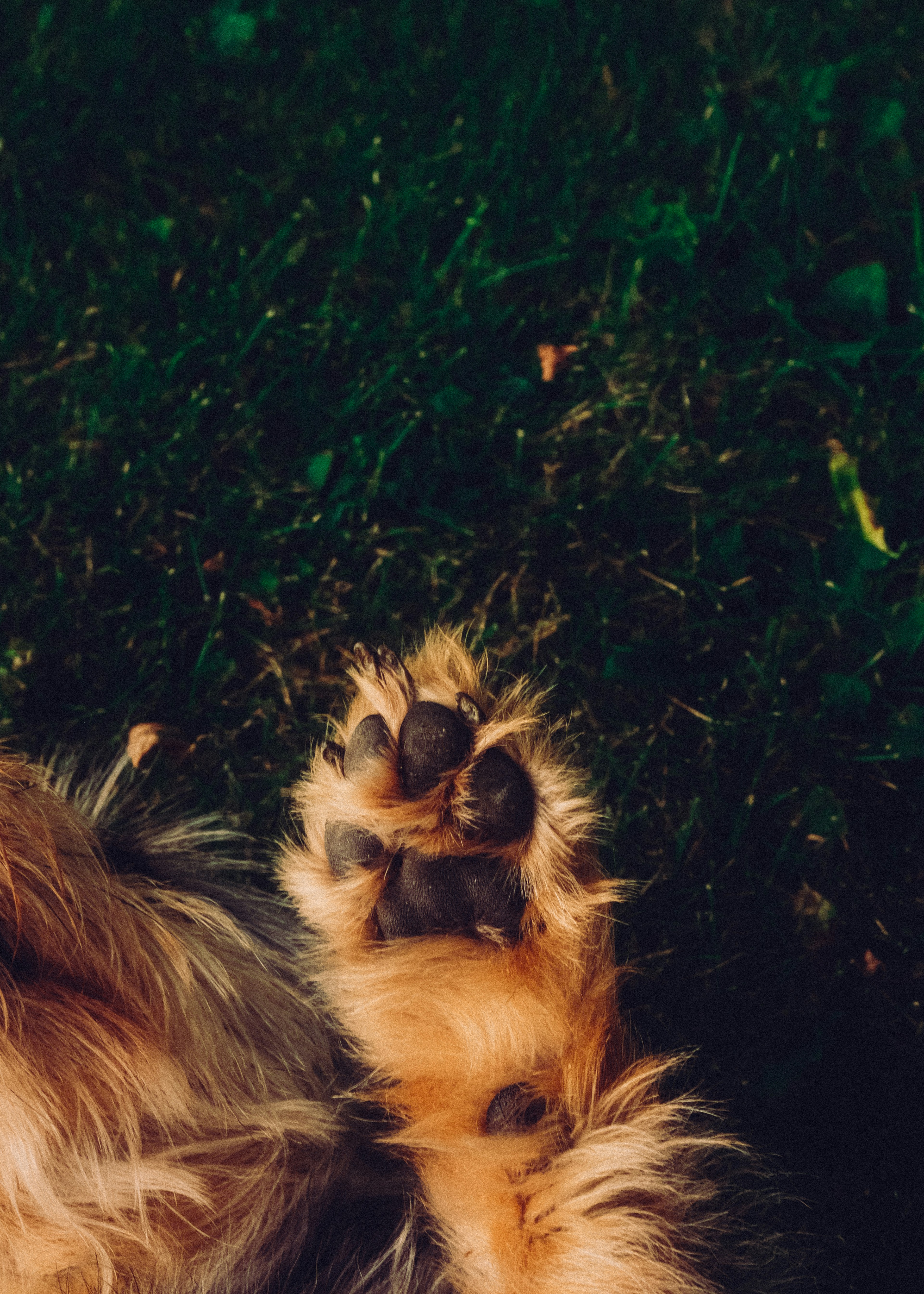 Paw Forge: A Sunlit Snout and Curious Claw