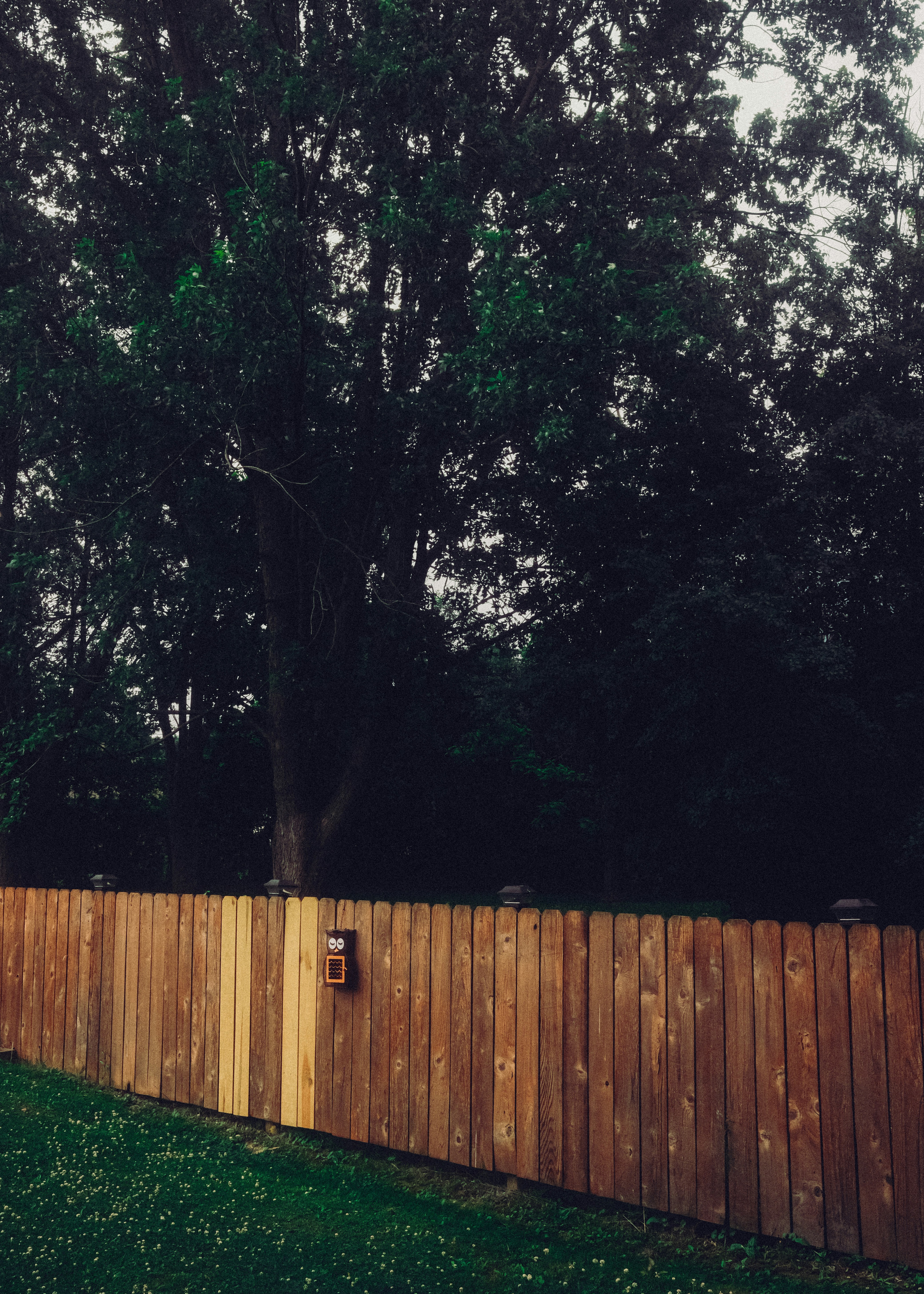 Fence Line at Dusk: Quiet Boundary Between Yard and Trees