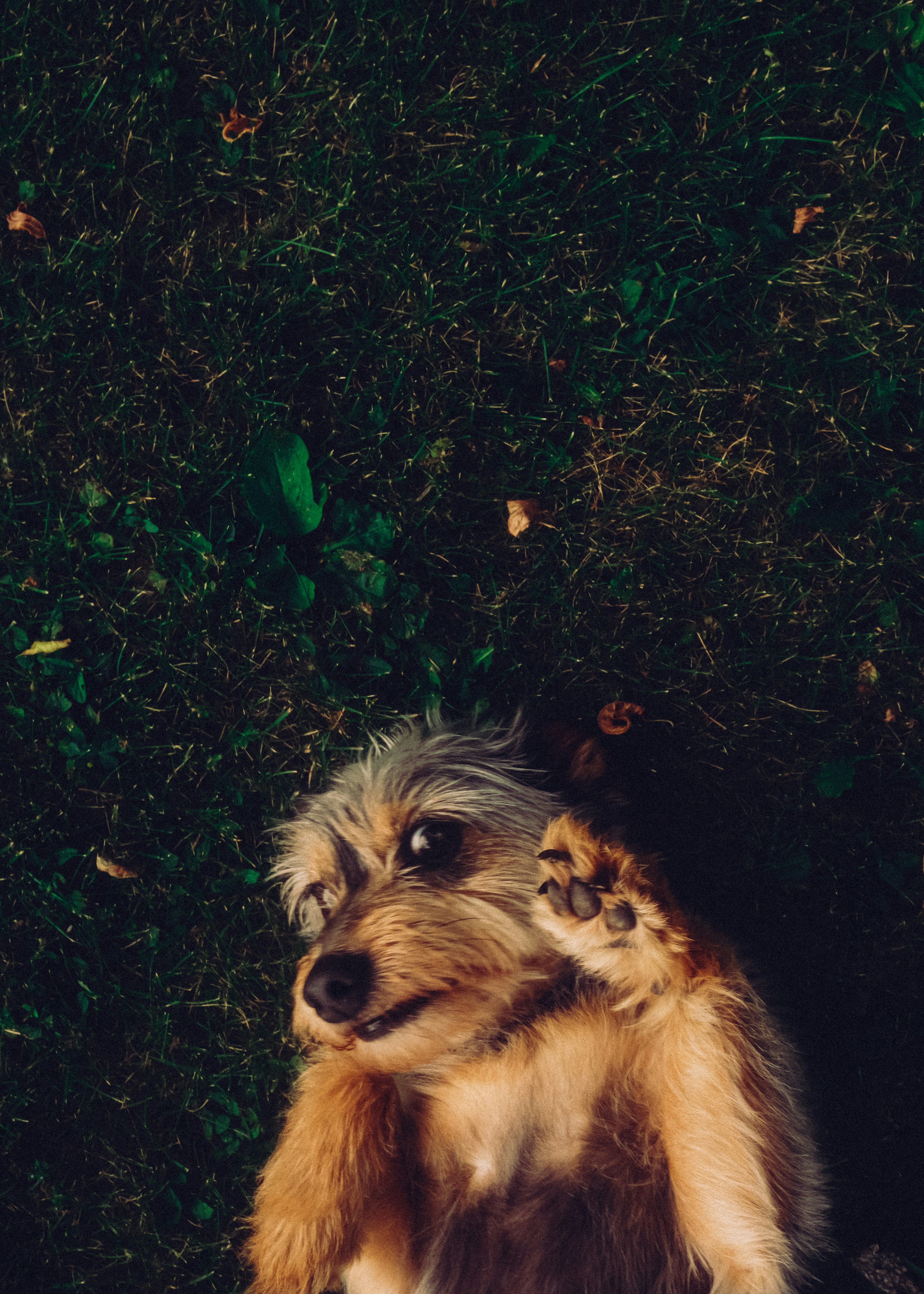 Sunlit Whiskers: A Dog's Gentle Wink on the Grass