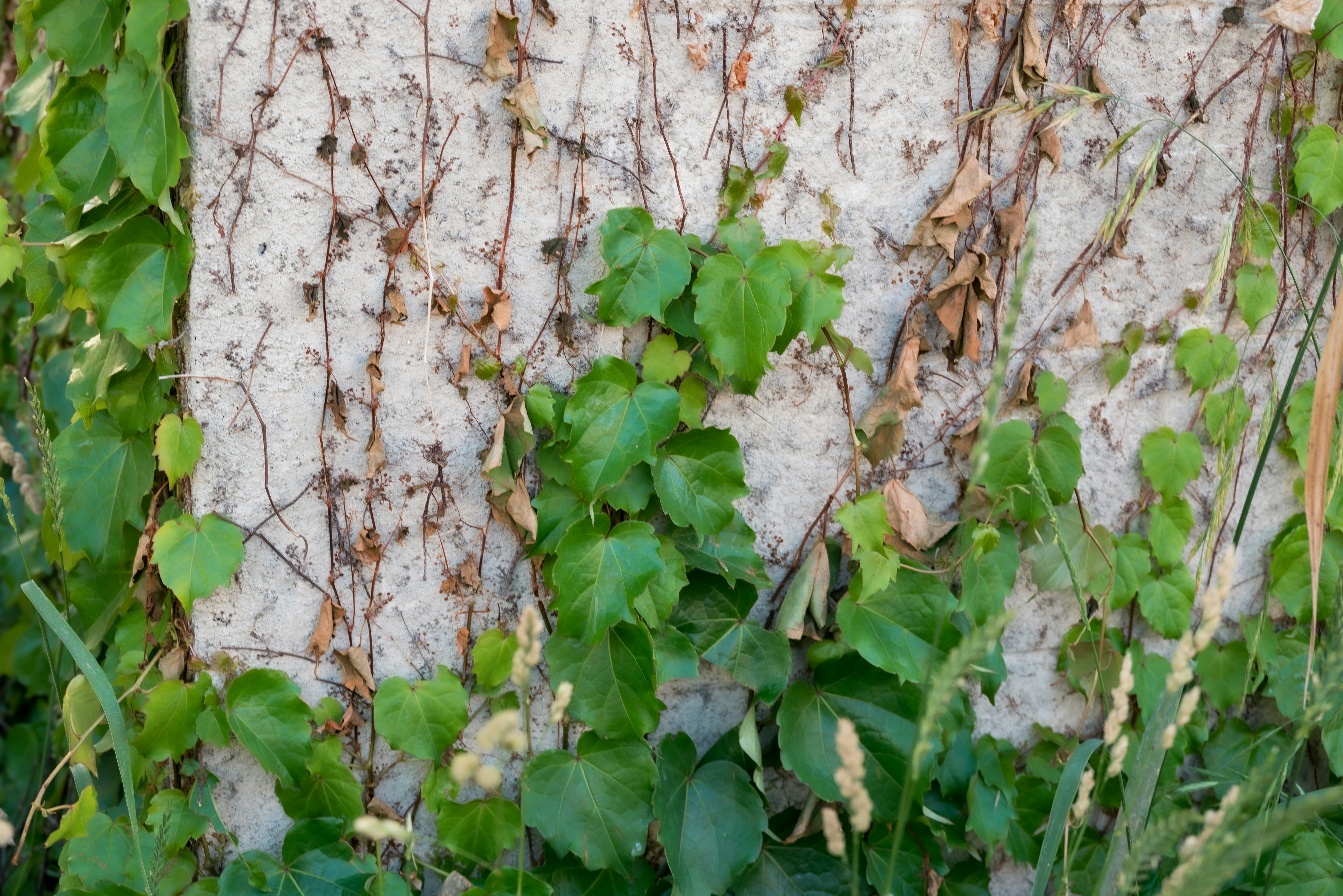Vines and ivy ascend a textured, weathered wall with pale plaster, adding a natural green contrast. The scene emphasizes quiet growth and rustic wall character.
