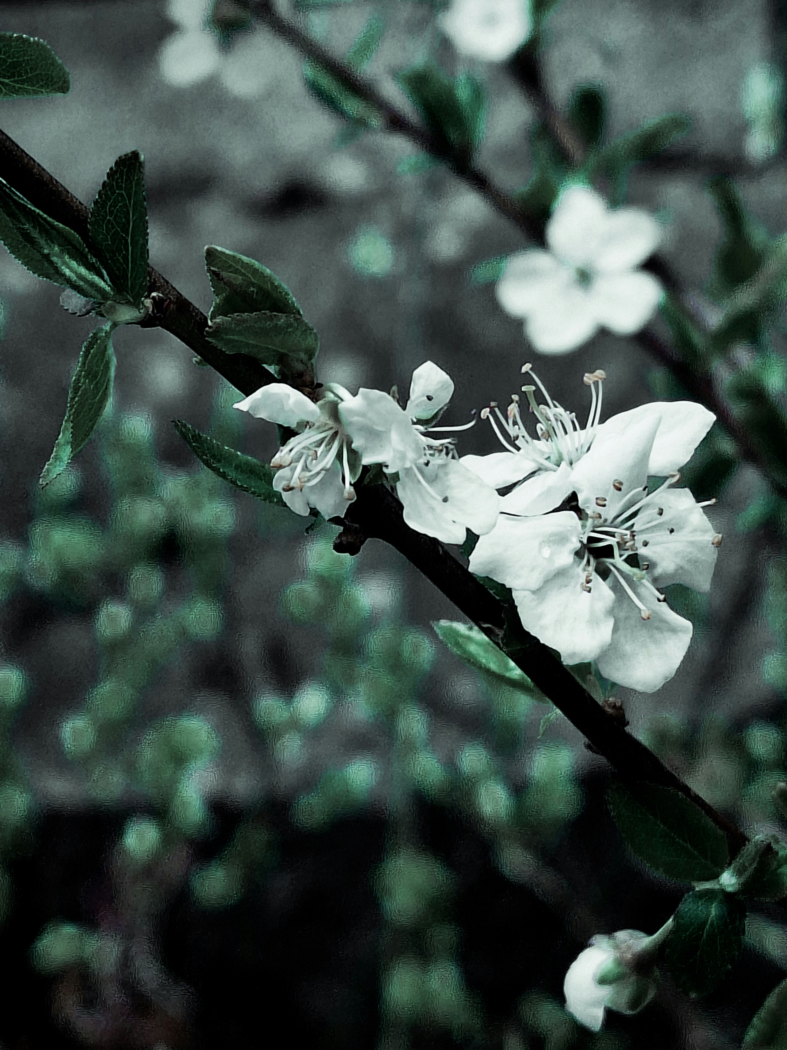 White blossoms along a glossy branch in cool-toned bloom