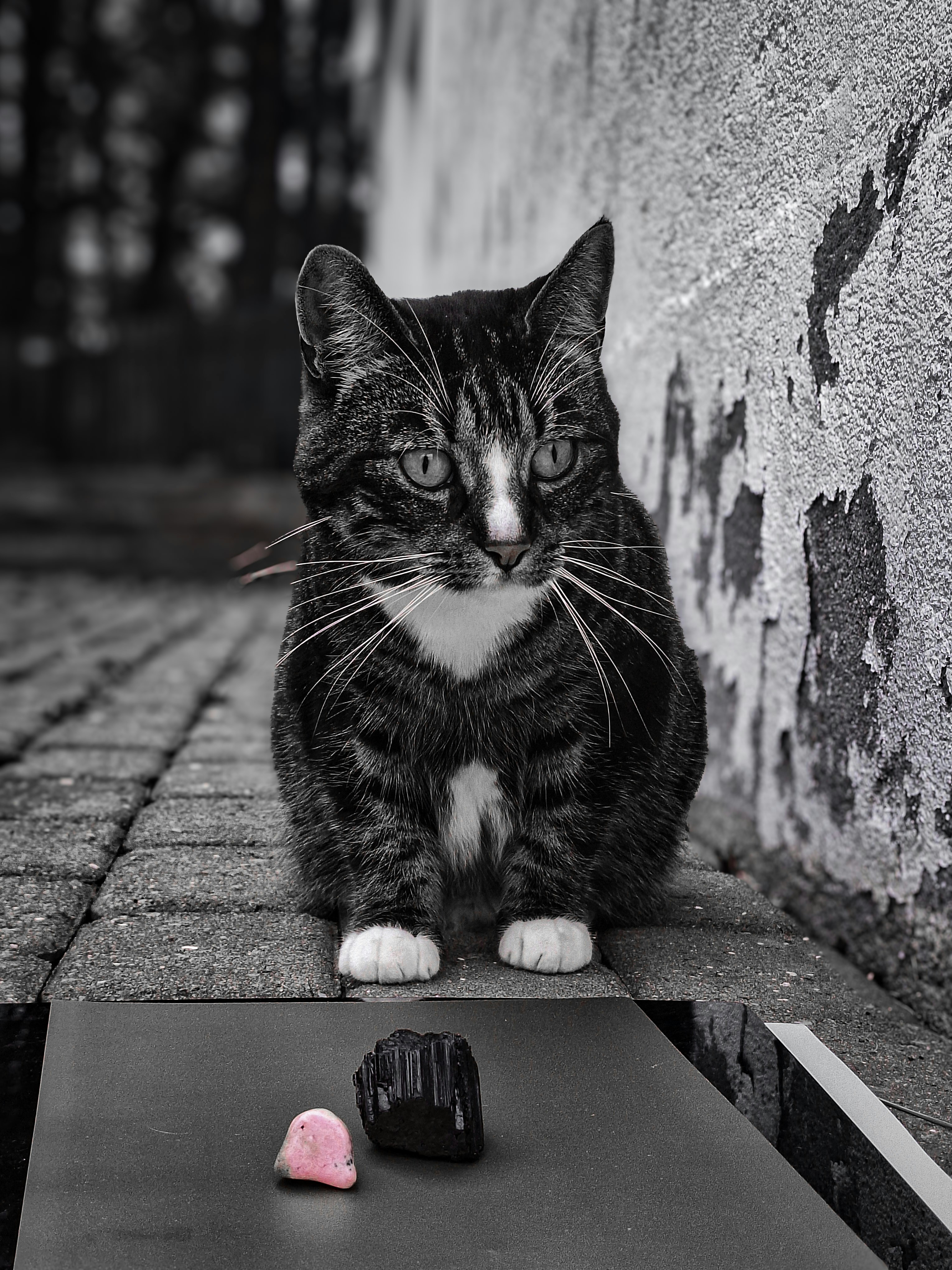 Curious Cat on a Quiet Path by Painted Wall