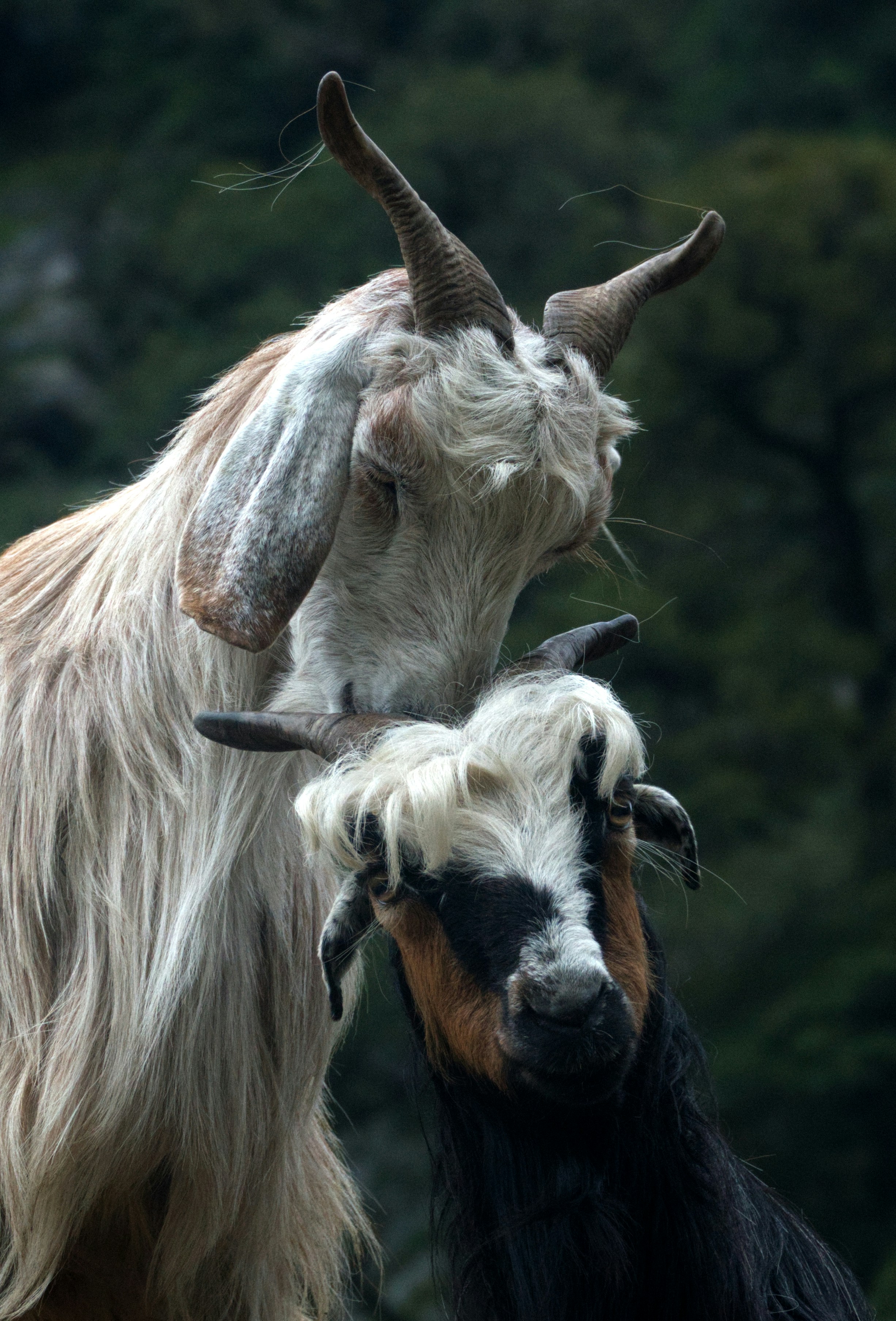 Two-Headed Harmony: A Gentle Grooming Moment Between Herd Members