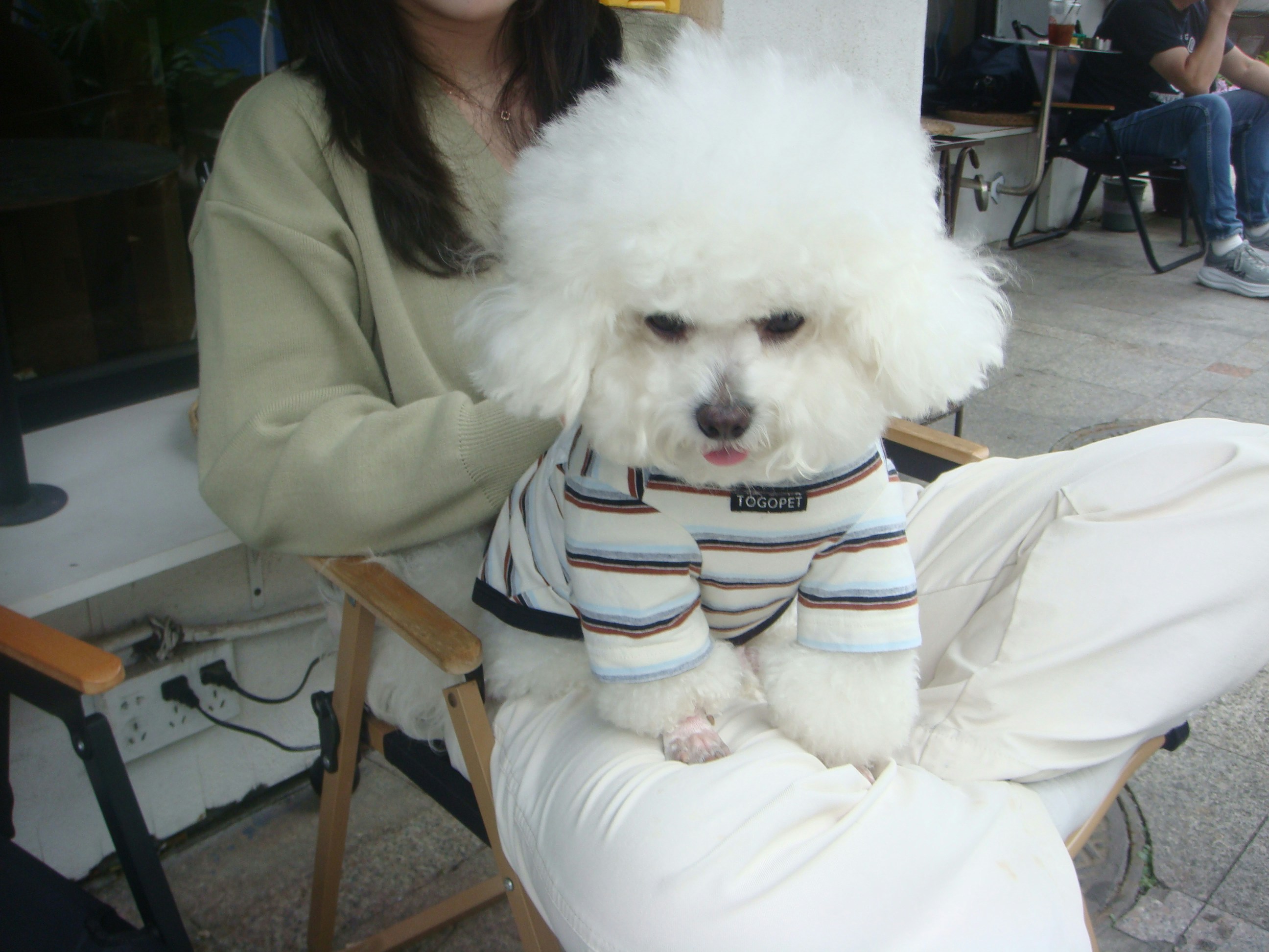White fluffy dog wearing striped shirt on a person's lap.