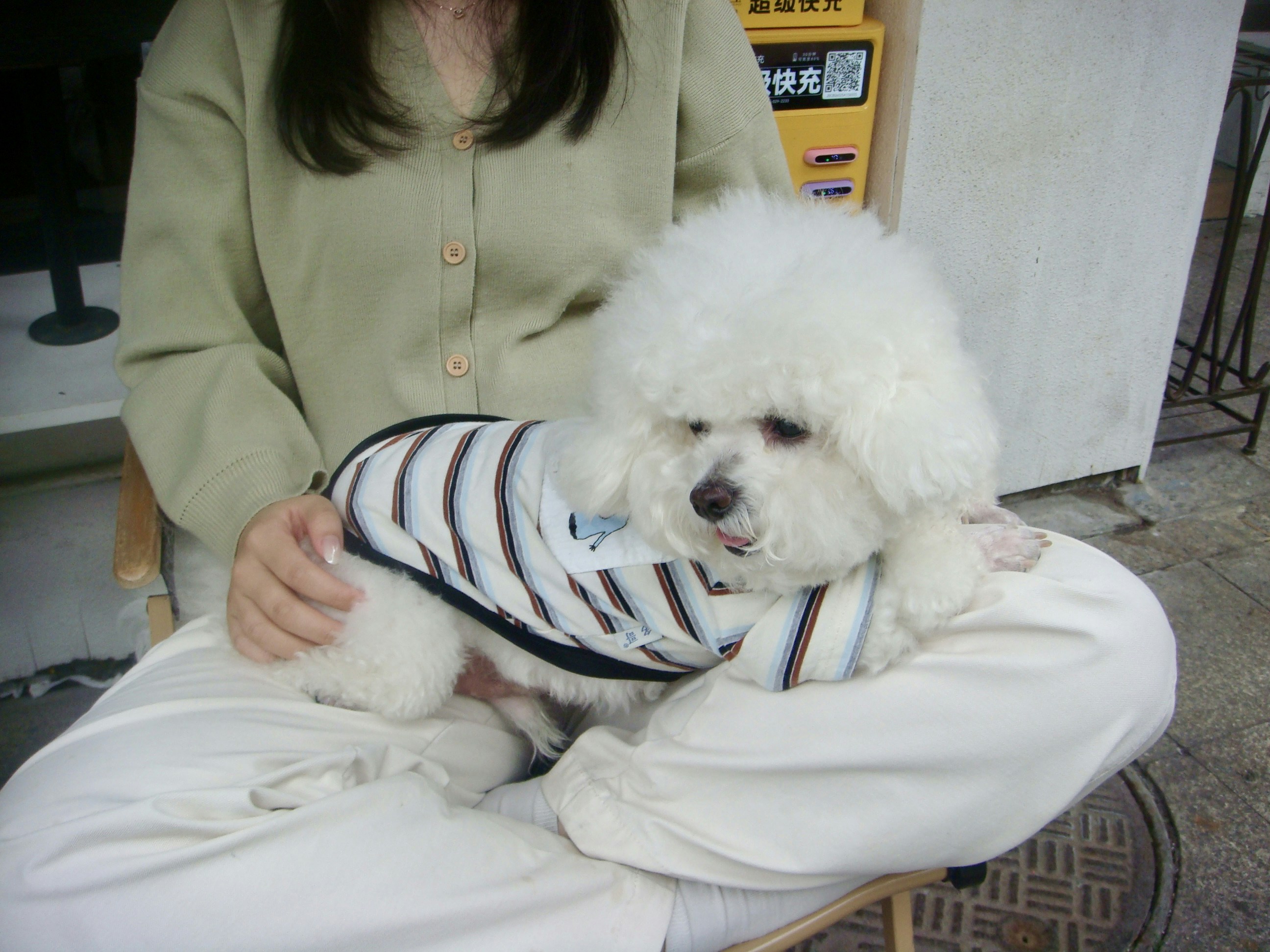 Curled Companion: A fluffy white poodle perched on a lap in striped sweater
