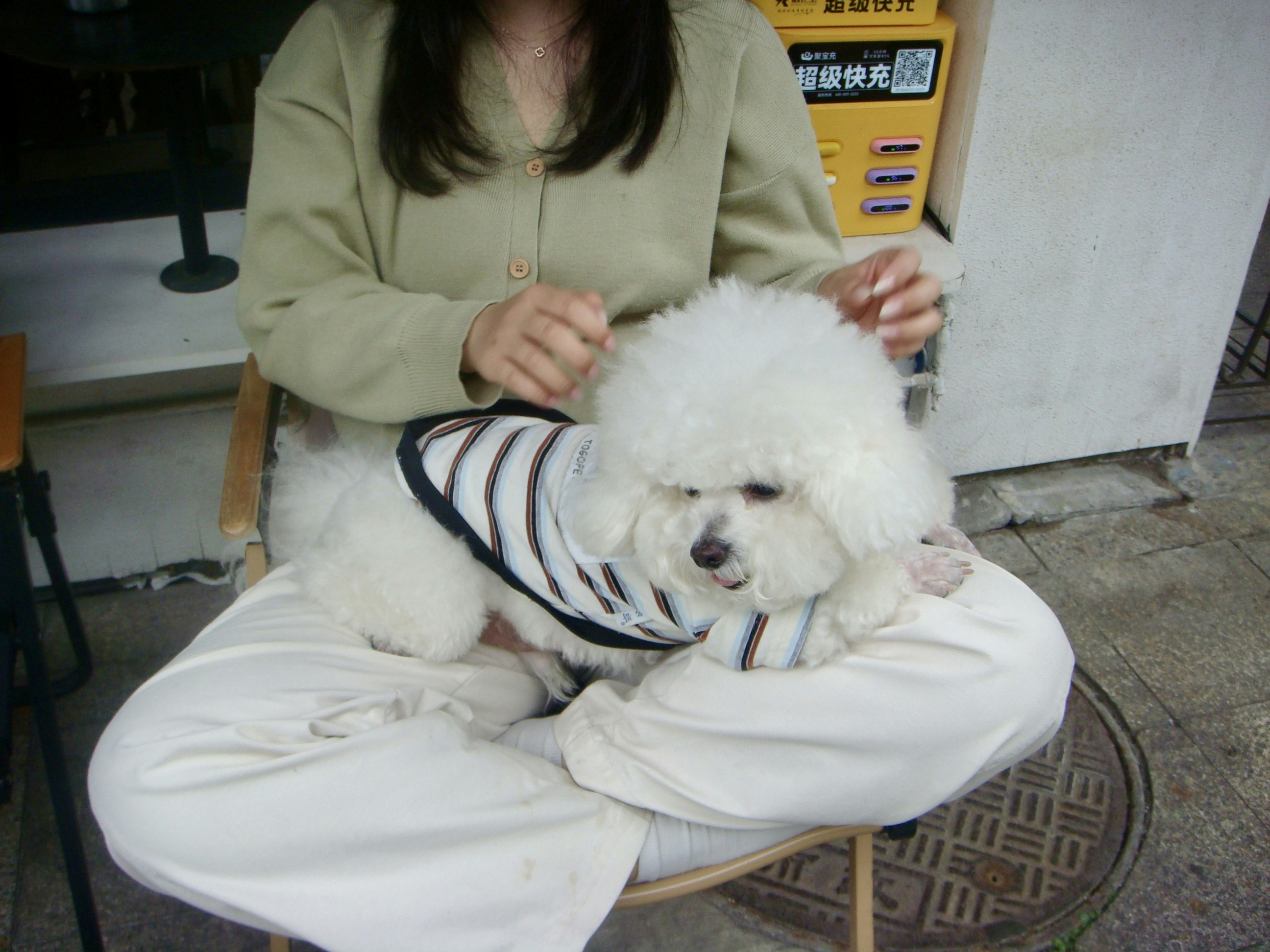 White poodle in striped shirt on person's lap.