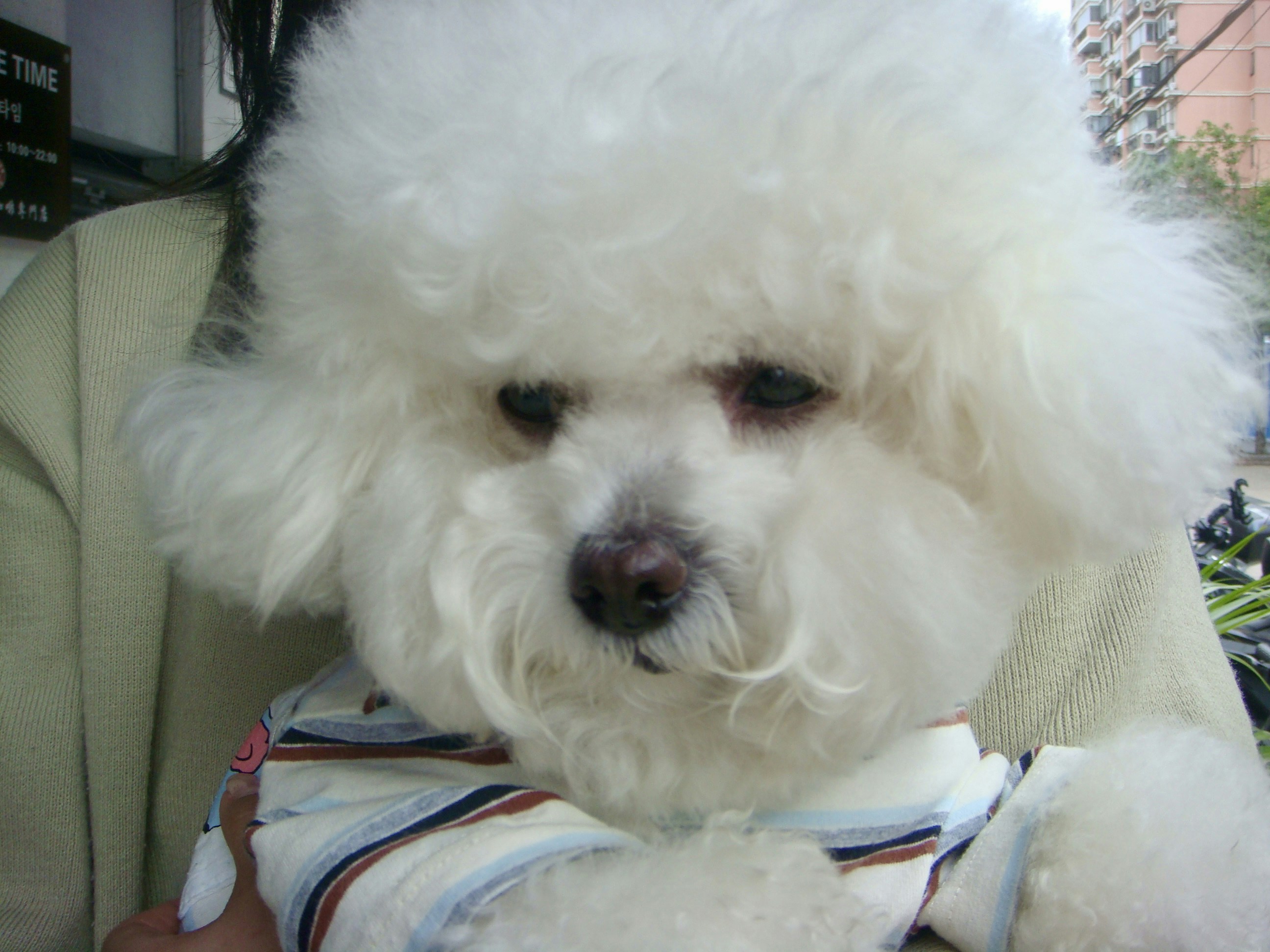 A fluffy white dog wearing a striped shirt looks down.