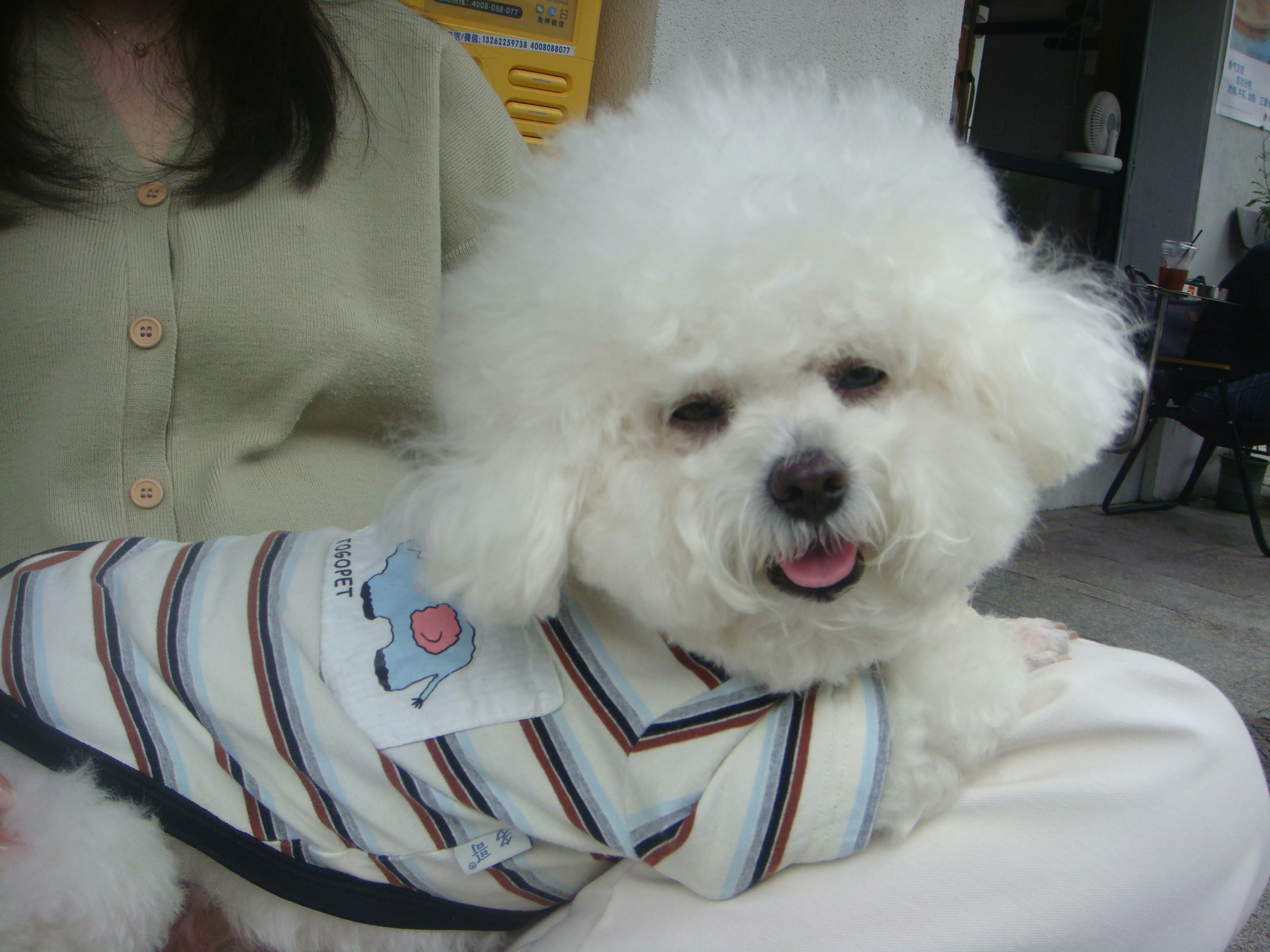 A white fluffy dog wearing a striped shirt.
