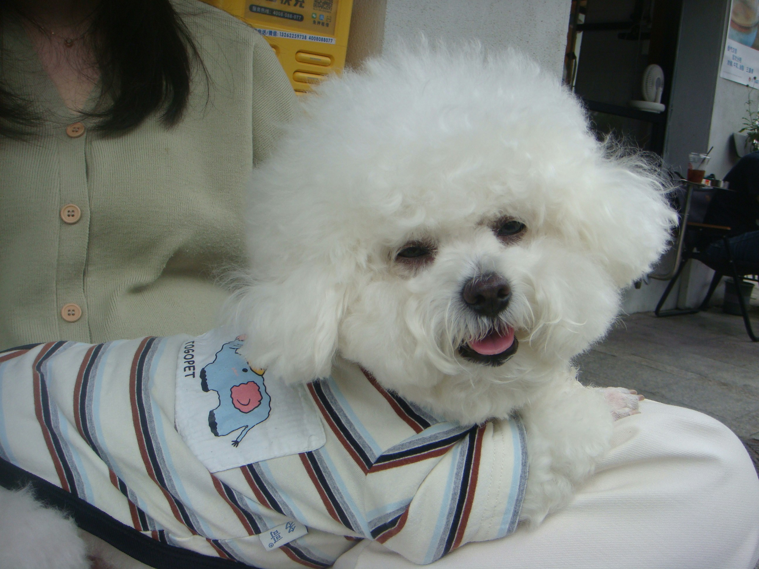 Fluffy white dog in a striped shirt on a lap.
