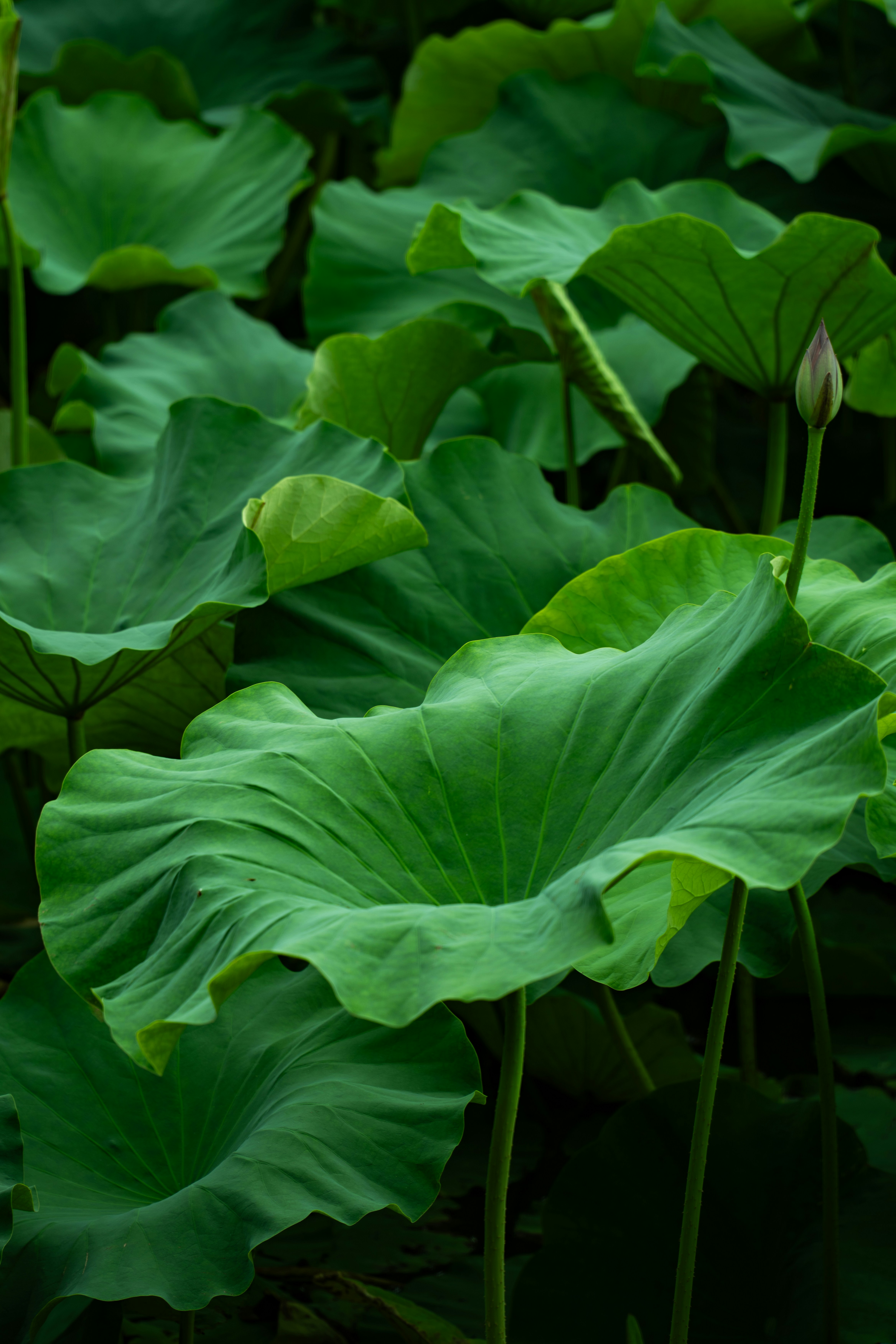 Lush Green Lotus Leaves: Quiet Forest of Green